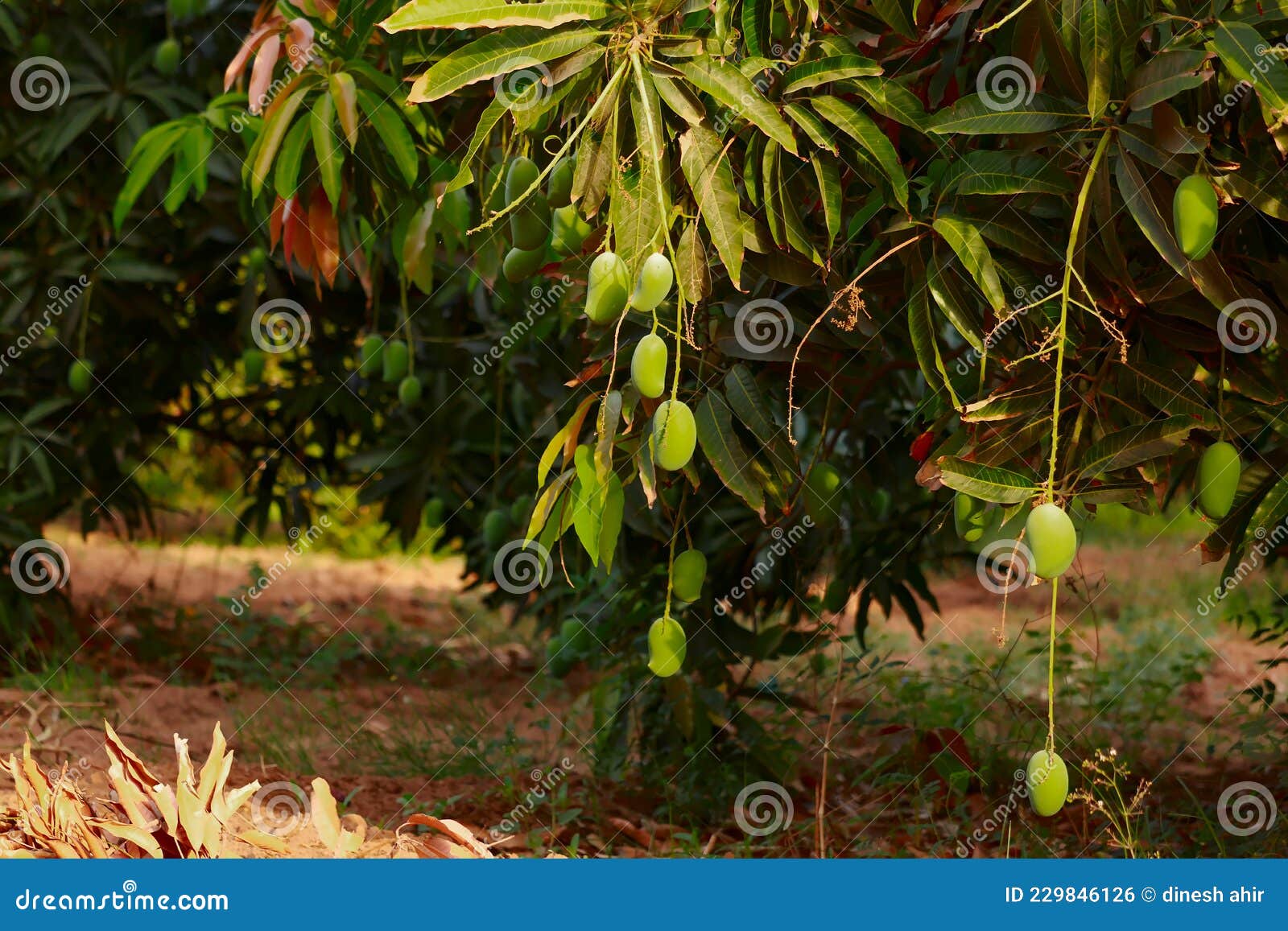 Mango Hanging on Tree with Blue Sky,mango Fruit in Tree,raw Mango Fruit ...