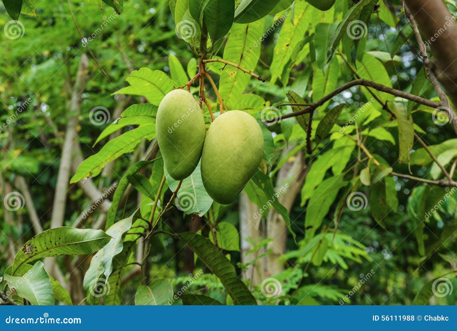 Mango hanging on tree stock photo. Image of garden, food - 56111988
