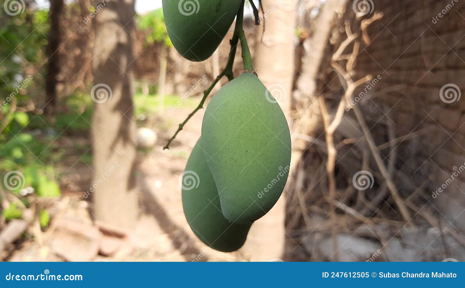 Mango hanging on the tree. stock video. Video of dessert - 247612505