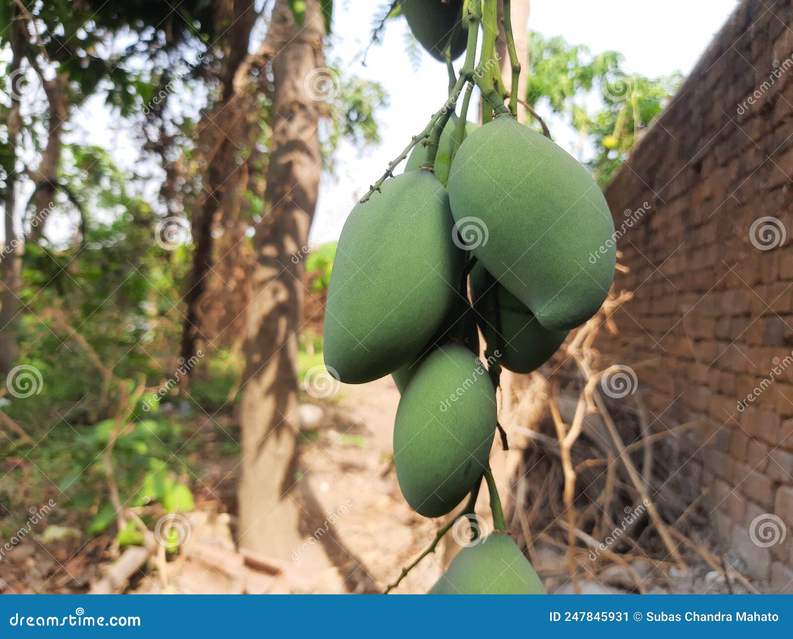 Mango hanging on the tree. stock image. Image of harvest - 247845931