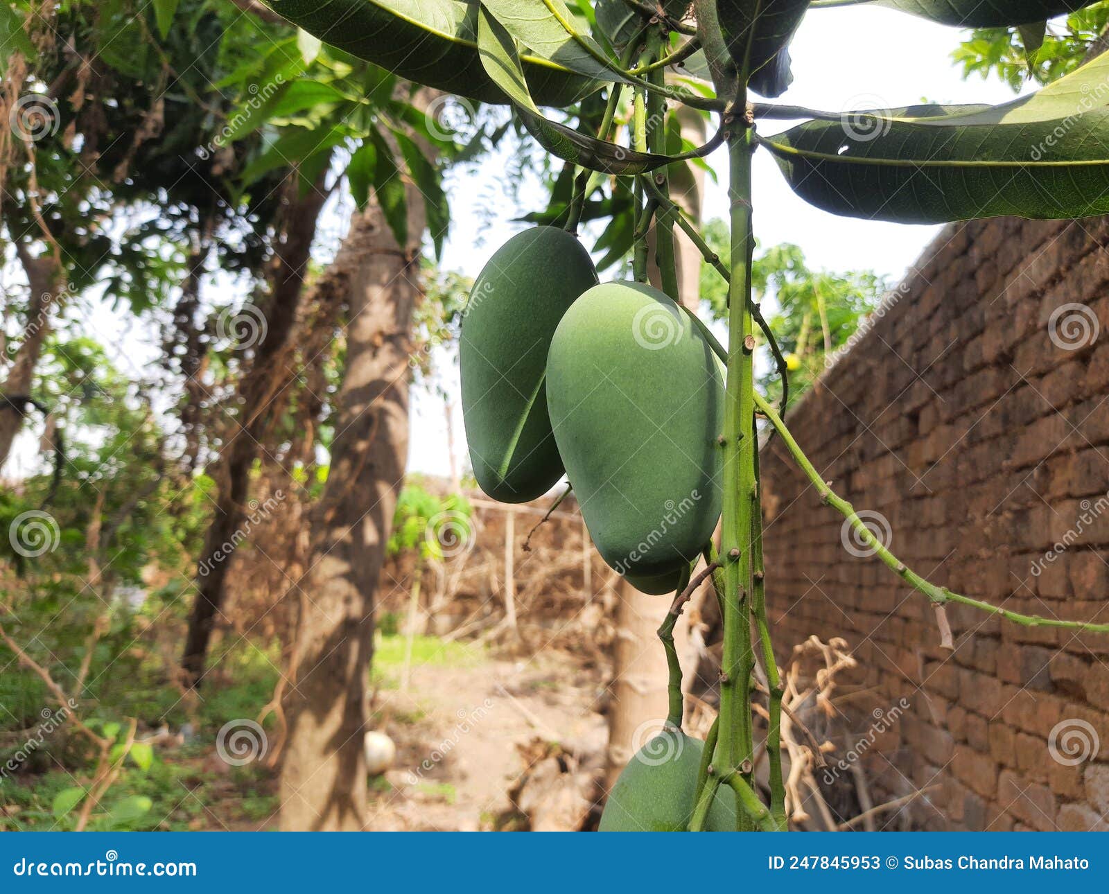 Mango hanging on the tree. stock image. Image of agriculture - 247845953