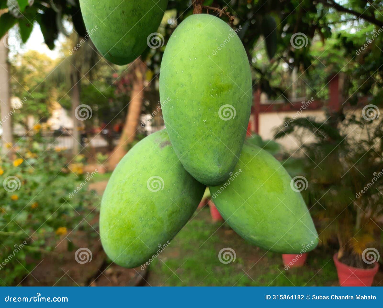 Mango hanging on the tree. stock photo. Image of mangoes - 315864182
