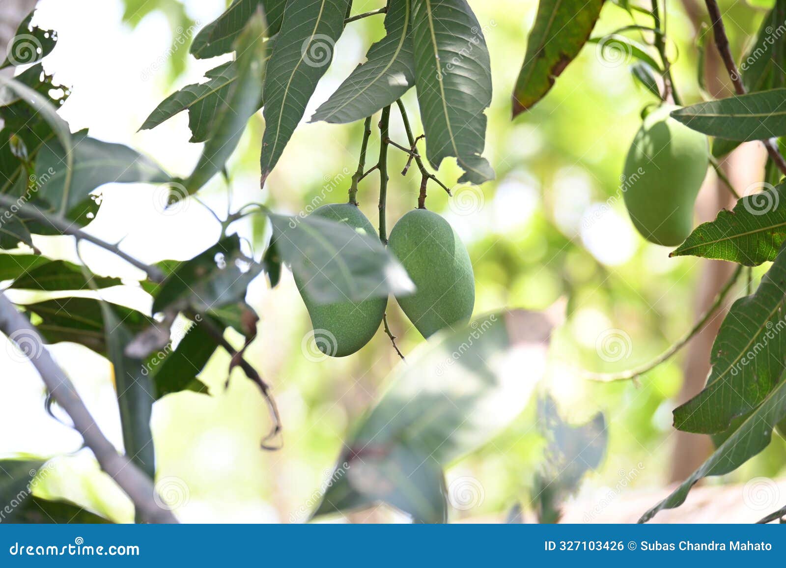 Mango hanging on the tree. stock photo. Image of bunch - 327103426
