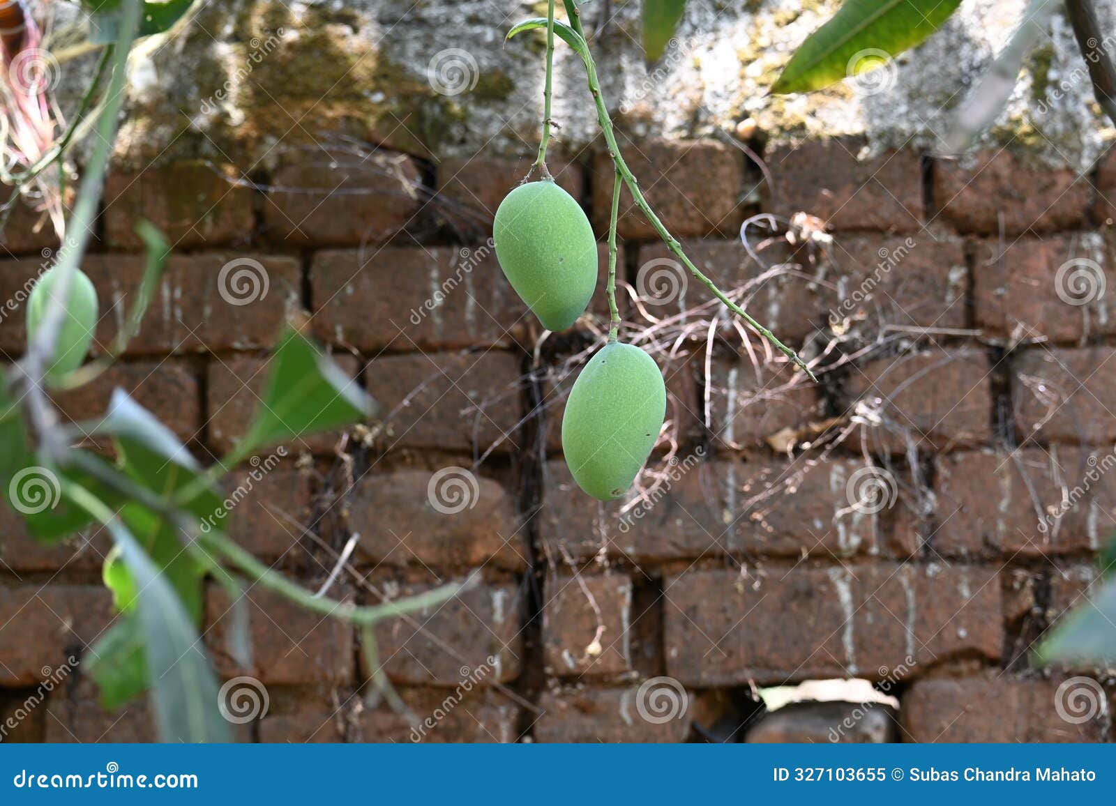 Mango hanging on the tree. stock image. Image of garden - 327103655
