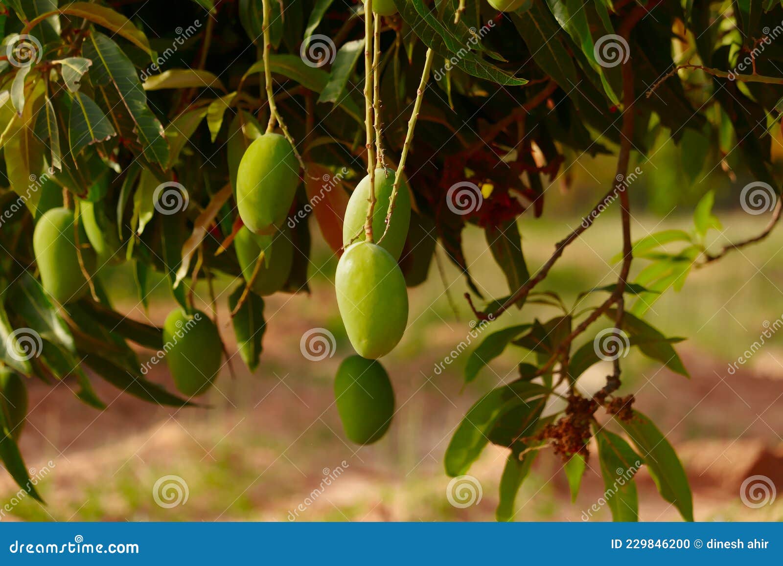 Mango Hanging on the Tree of Mango Tree,popular Fruit in India ...