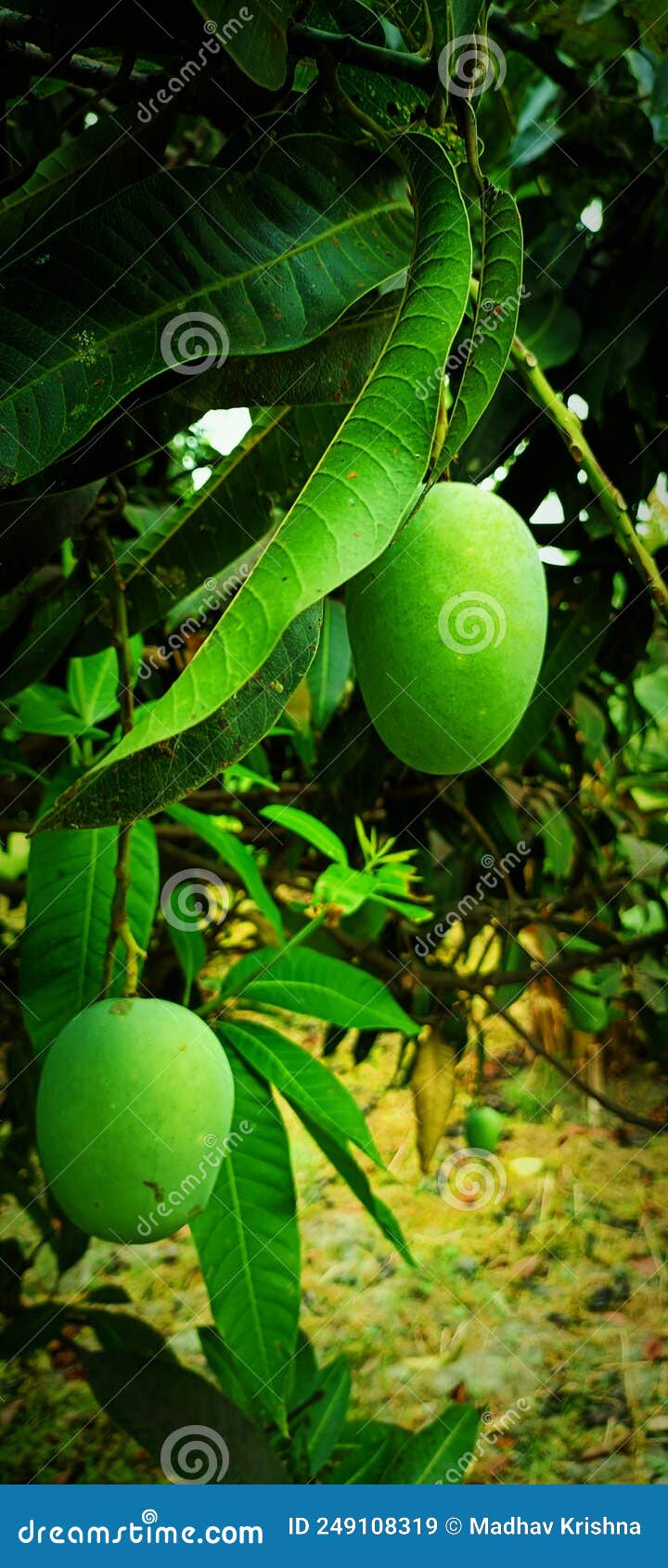 Mango Hanging on the Tree stock image. Image of digestive - 249108319