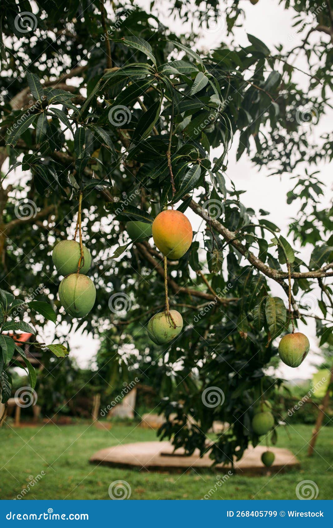 Mangos Hanging in Tree in Vinales Cuba Stock Image - Image of hispanic ...