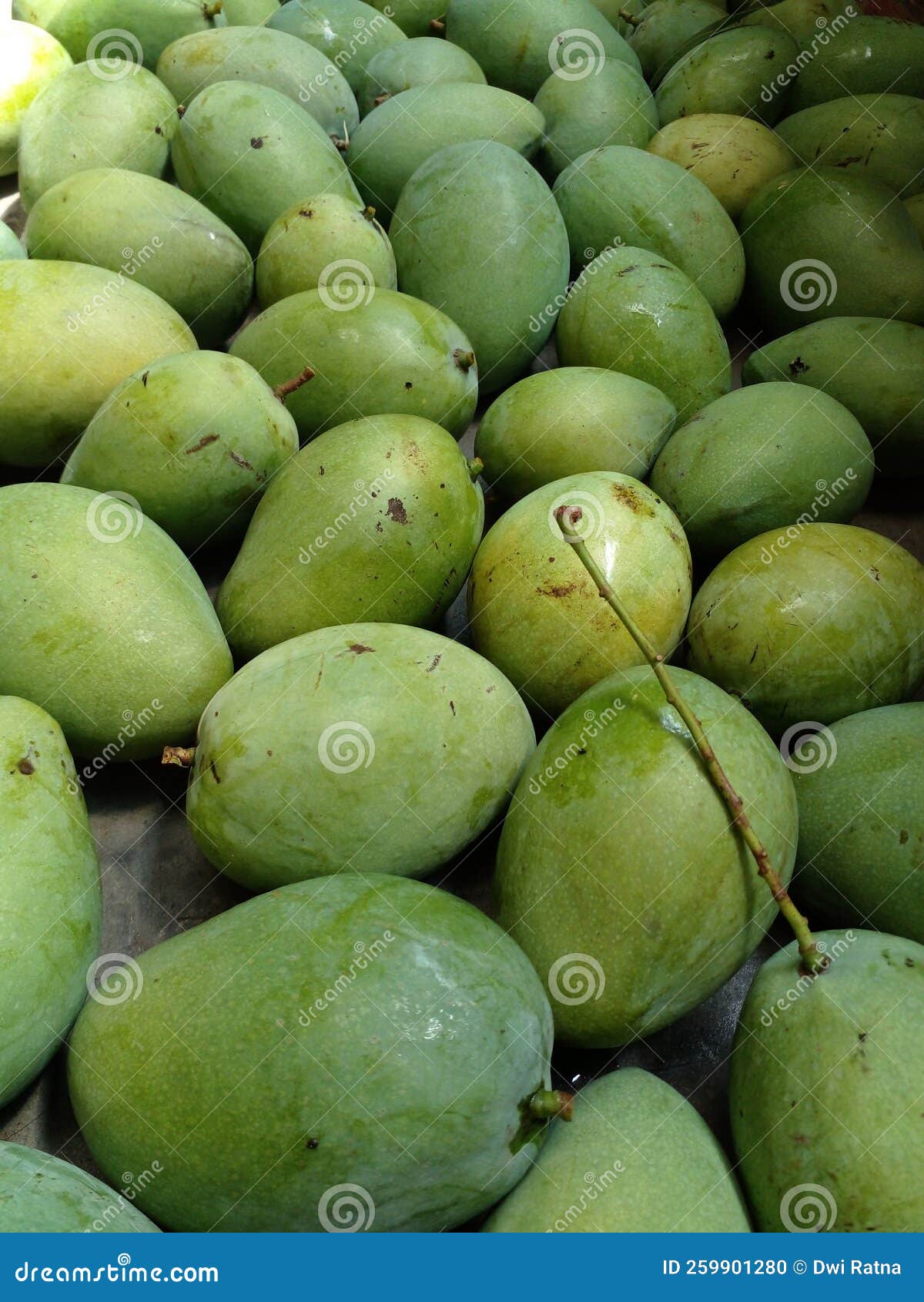 Mango Harvest. Mango in Large Quantities is Placed on the Cement Floor ...