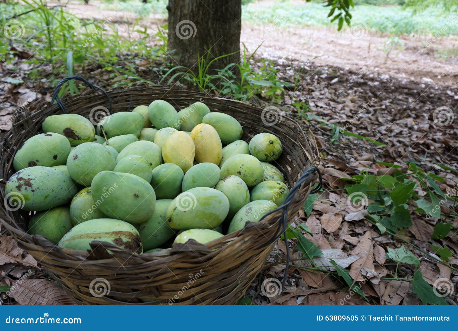 Mango Harvest Stock Image Image Of Health Basket Mangos 63809605