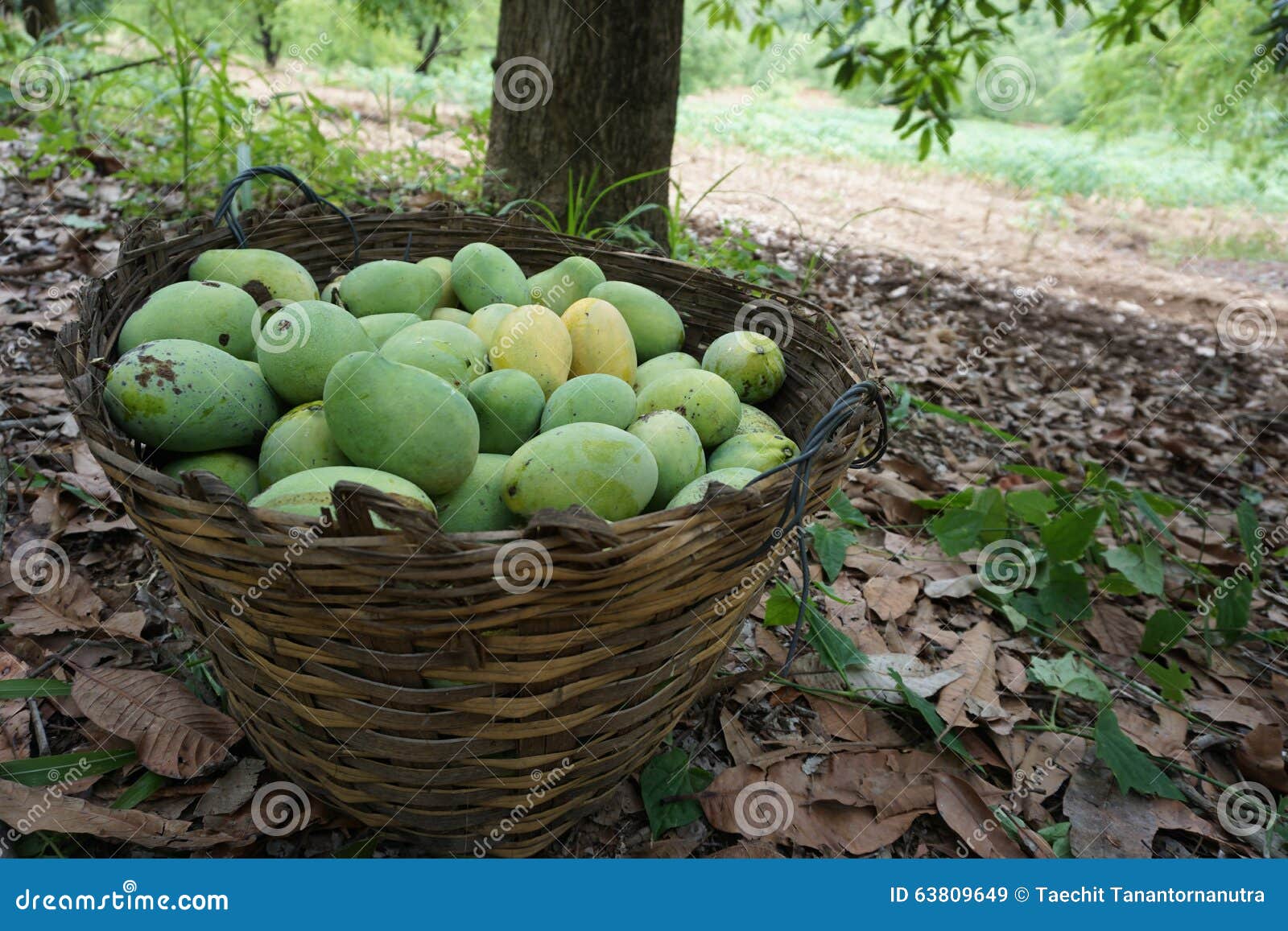Mango Harvest Stock Image Image Of Tropical Asia Bunch 63809649