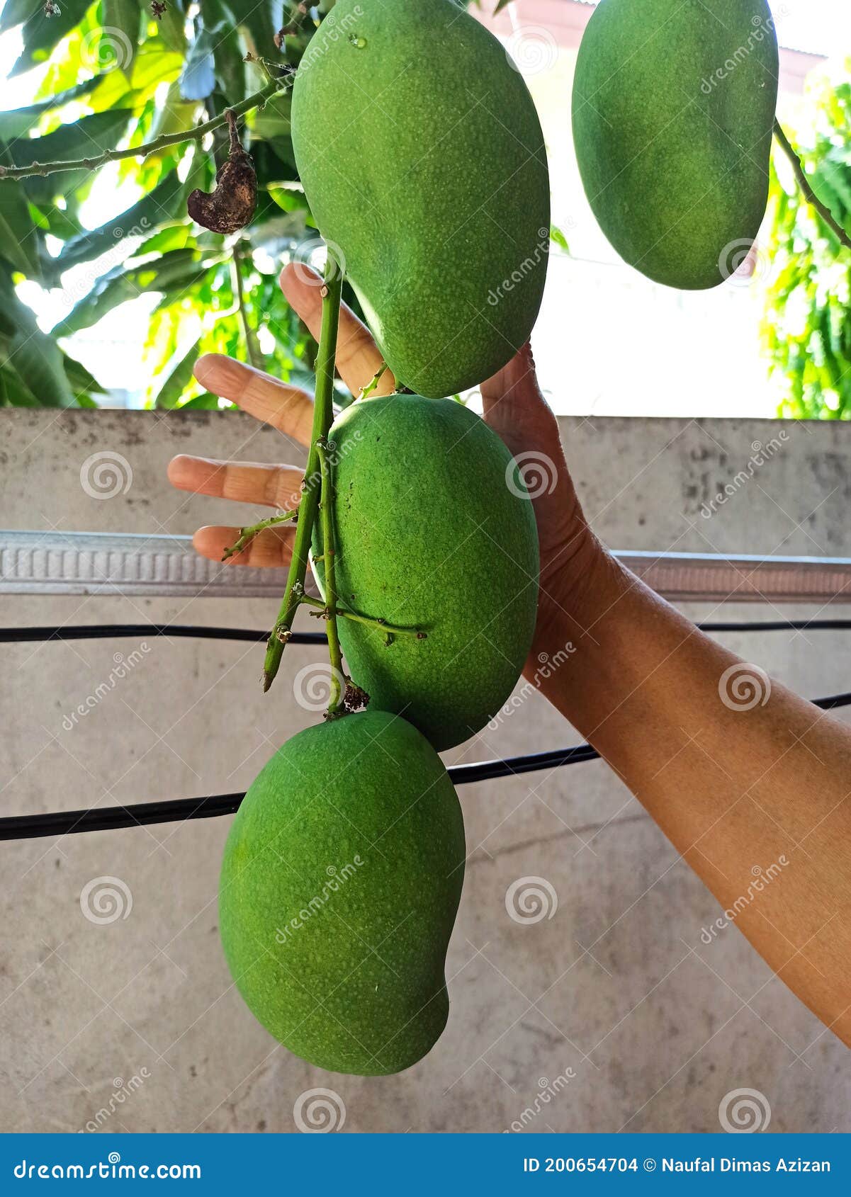 Mango from Indonesia stock photo. Image of indonesia - 200654704