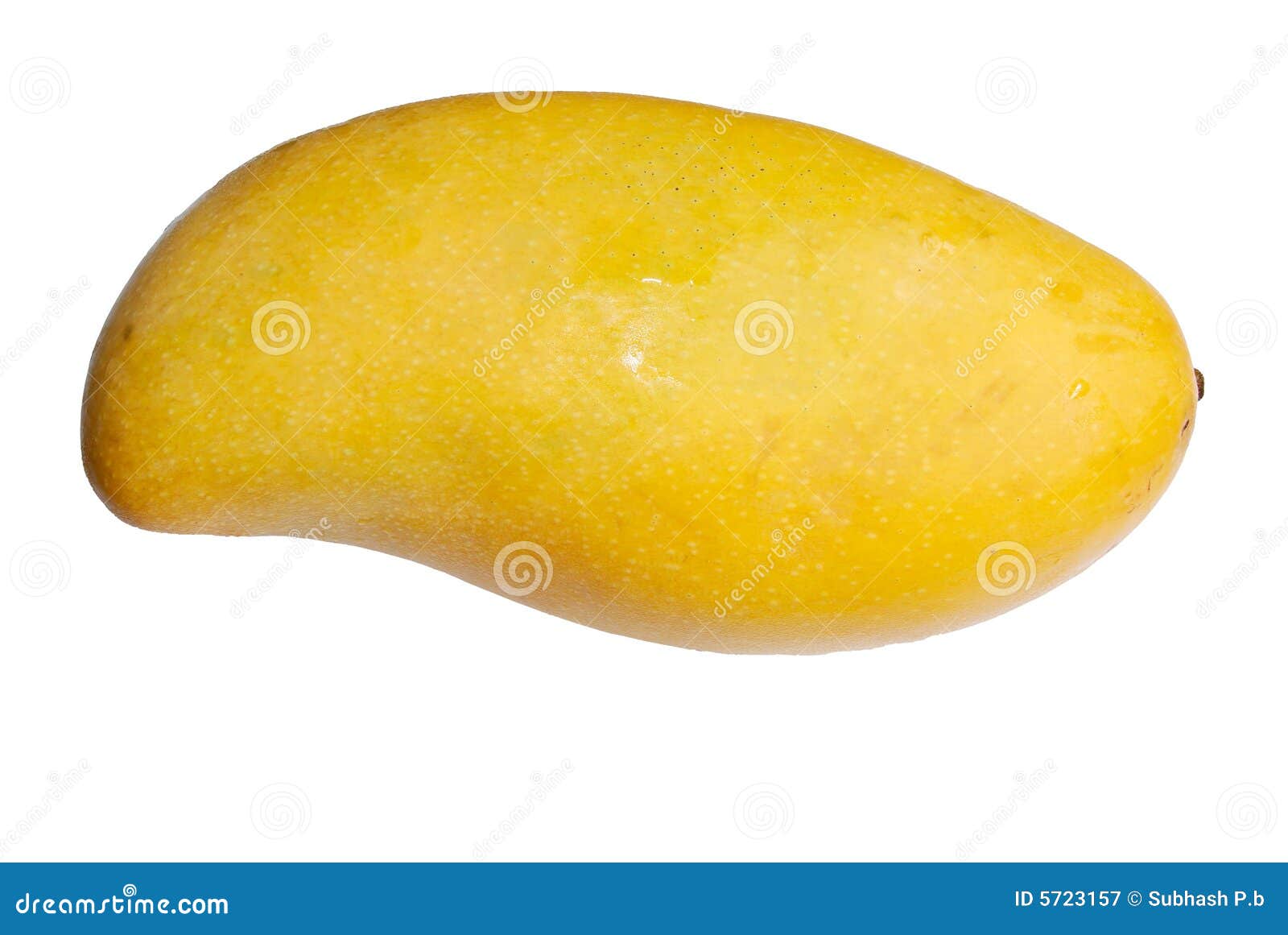 Mango isolated stock image. Image of exotic, sweet, season - 5723157
