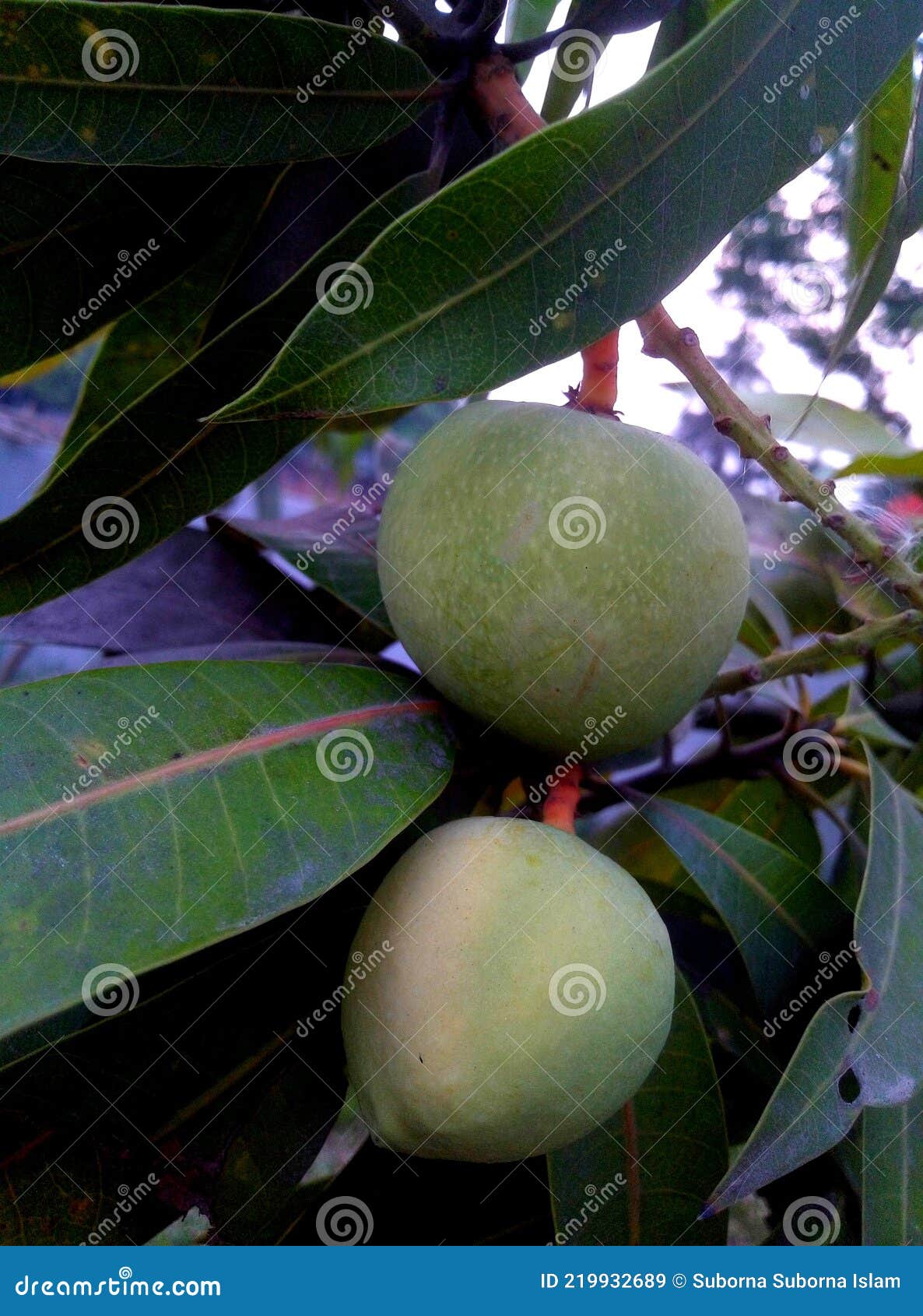 Mango king nature fruit stock image. Image of mango - 219932689