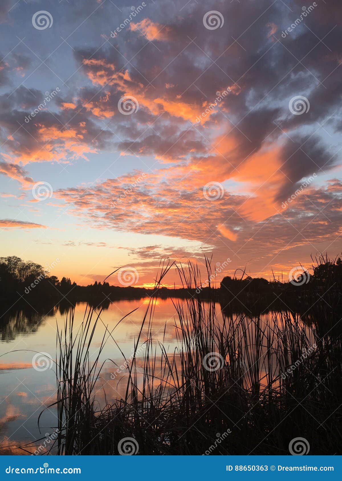 Mango lake stock image. Image of evening, mango, morning - 88650363