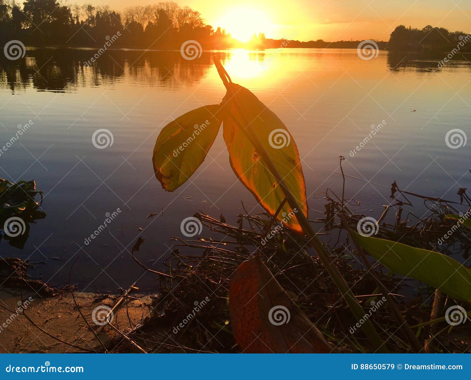 Mango lake stock image. Image of lake, sunrise, calm - 88650579