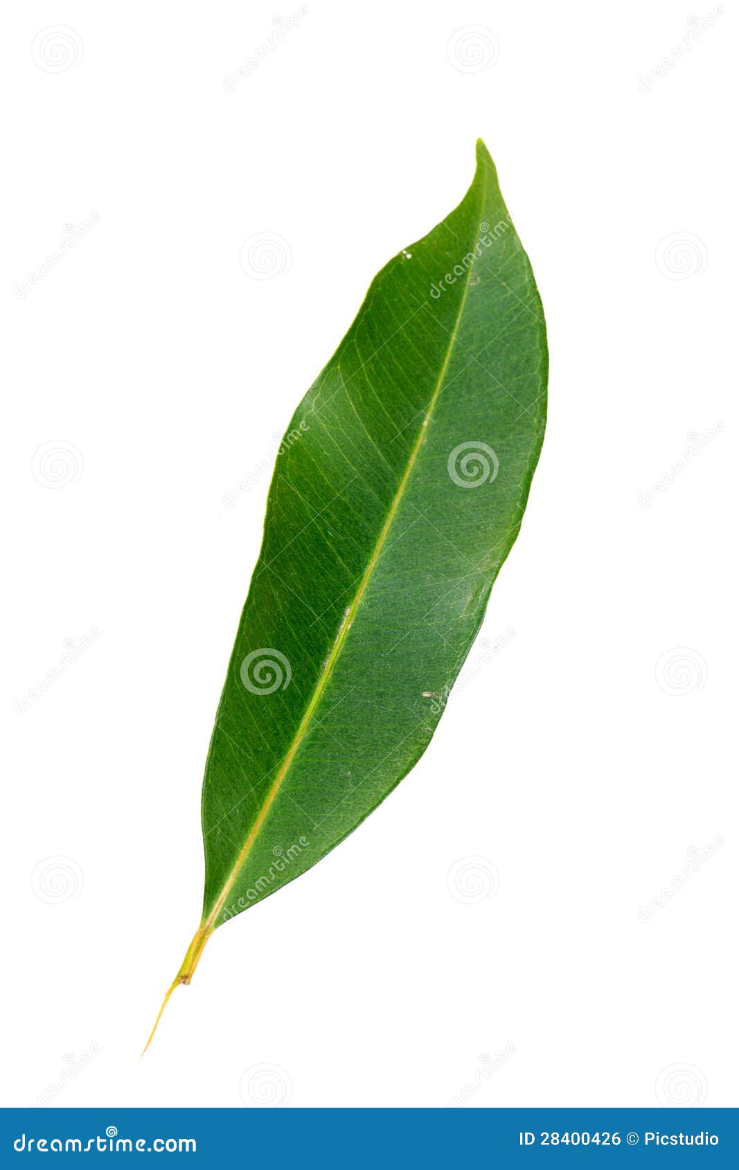 Mango Leaf On White Background, Fresh Green Mango Leaves, Many Green ...