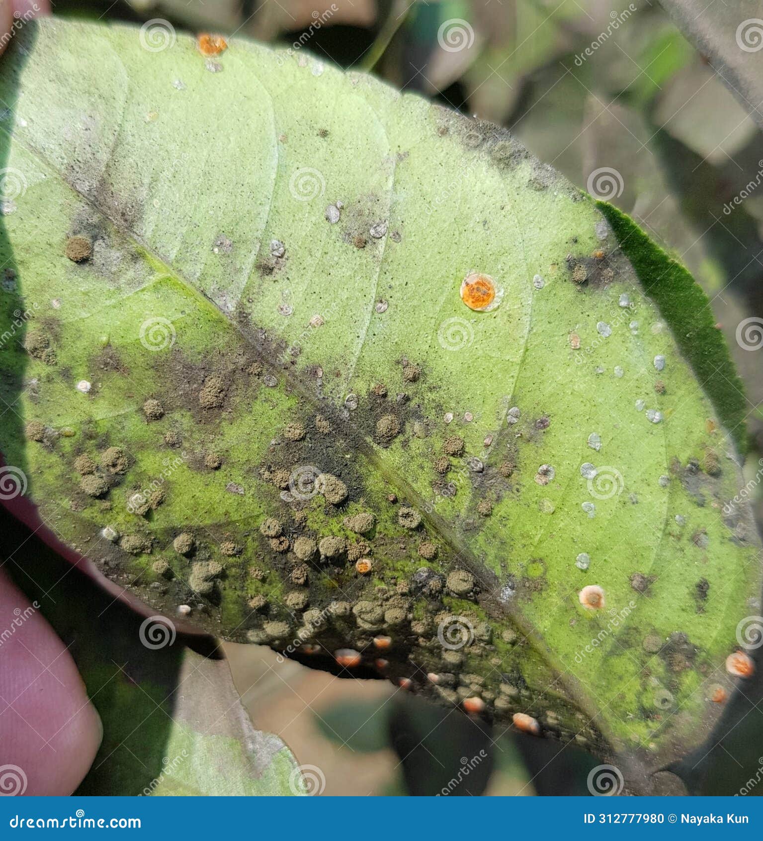 Mango Leaf Infected by Disease Stock Photo - Image of plant, disease ...