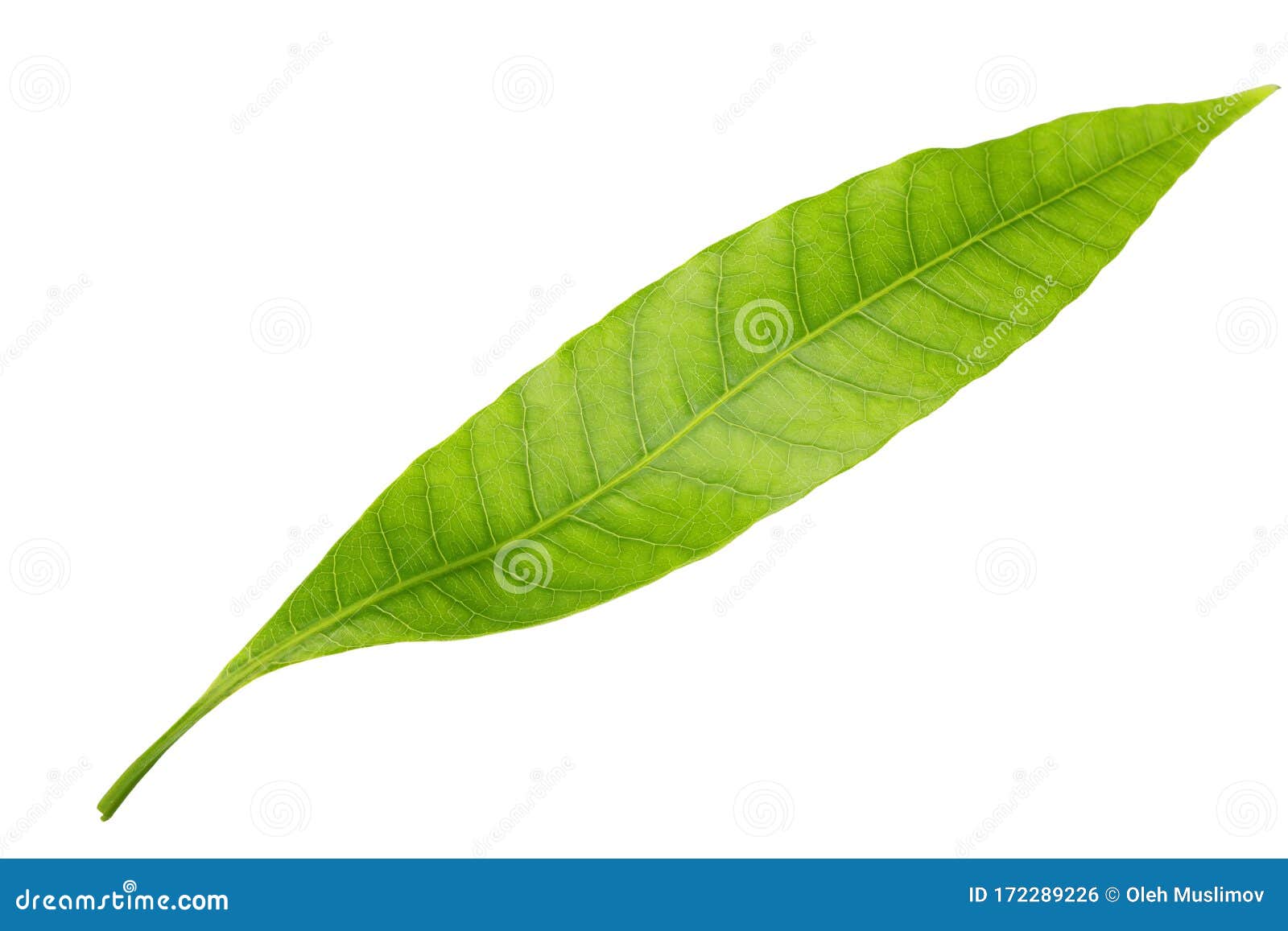 Mango Leaf Isolated on a White Background Stock Photo - Image of ...