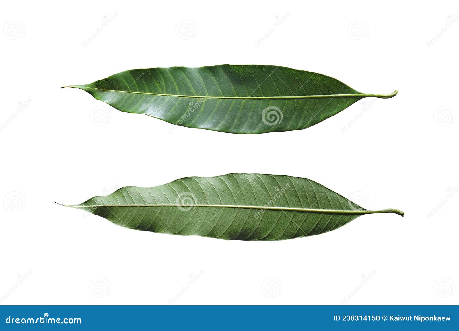 Mango leaf stock photo. Image of leaf, leaves, agriculture - 230314150