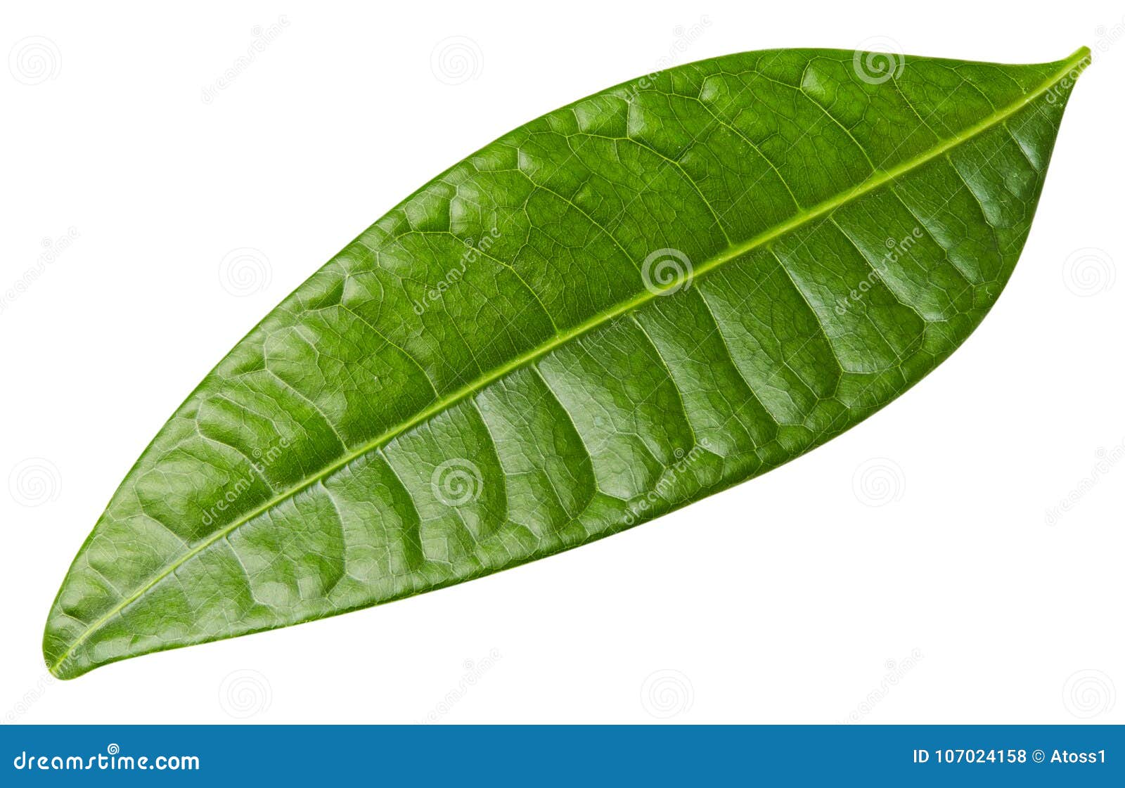 Mango leaves isolated stock photo. Image of ingredient - 107024158