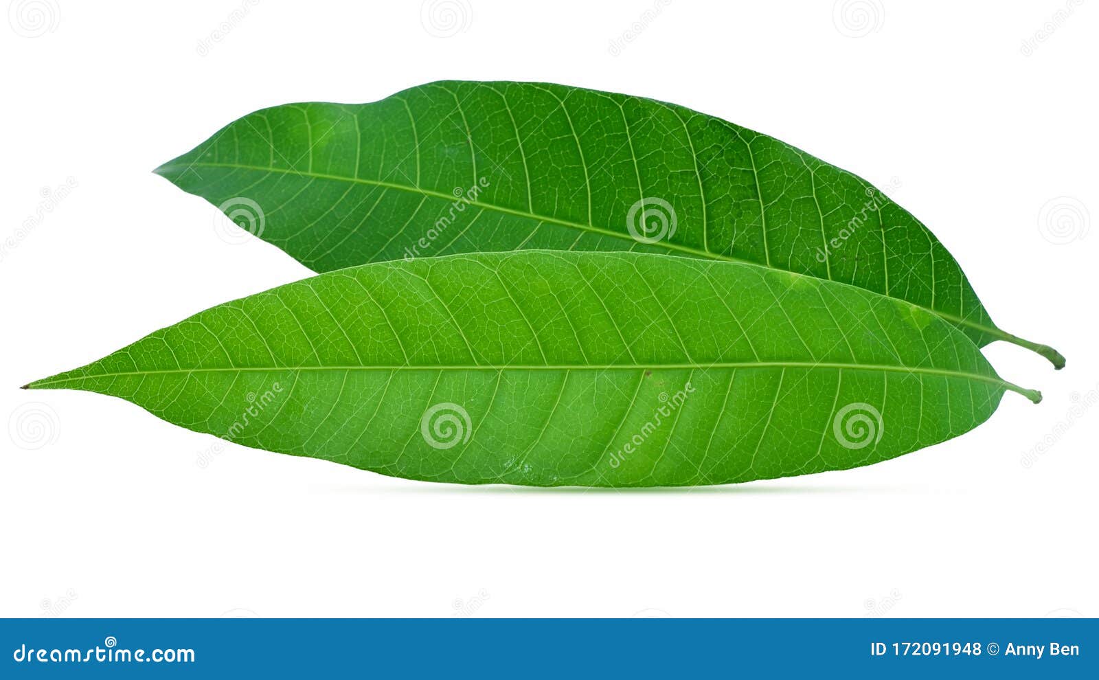 Mango Leaf Isolated on White Background Stock Photo - Image of nature ...
