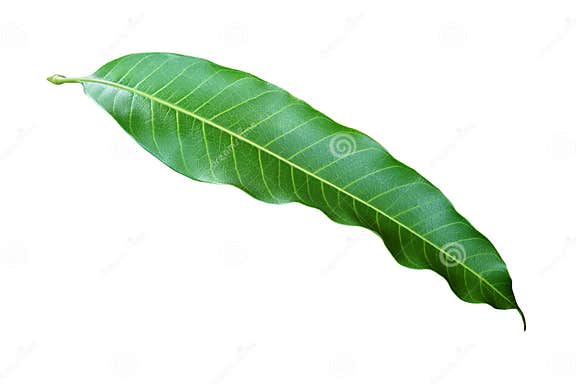 Mango Leaf Isolated on White Background Stock Photo - Image of organic ...