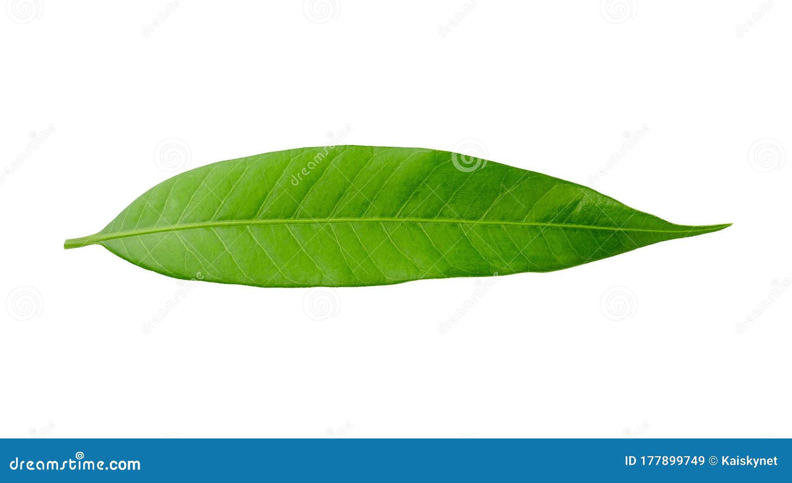 Mango Leaf Isolated on a White Background Stock Image - Image of ...