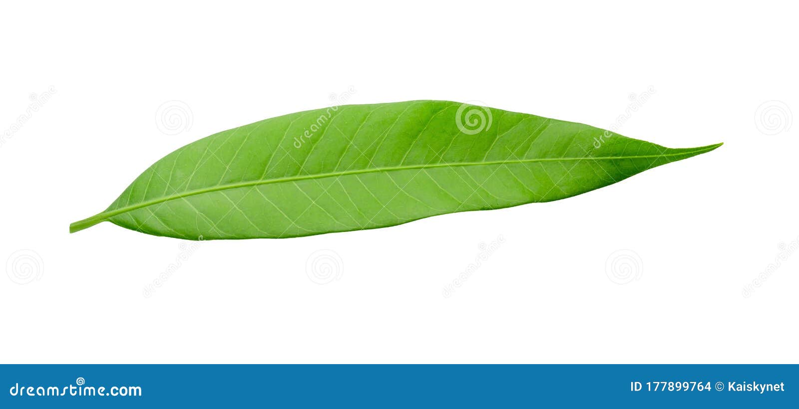 Mango Leaf Isolated on a White Background Stock Photo - Image of macro ...