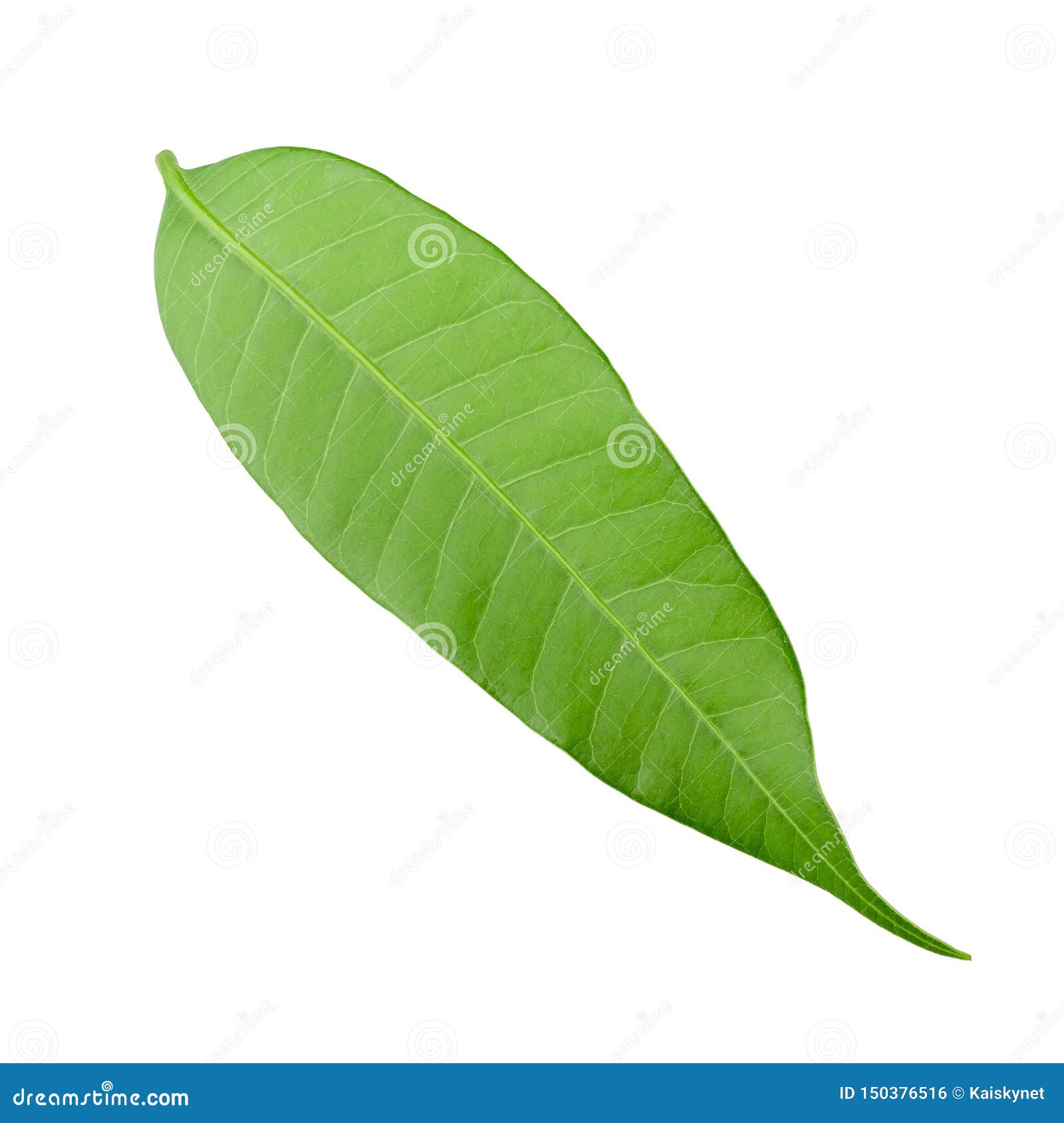 Mango Leaf Isolated on a White Background Stock Photo - Image of frame ...