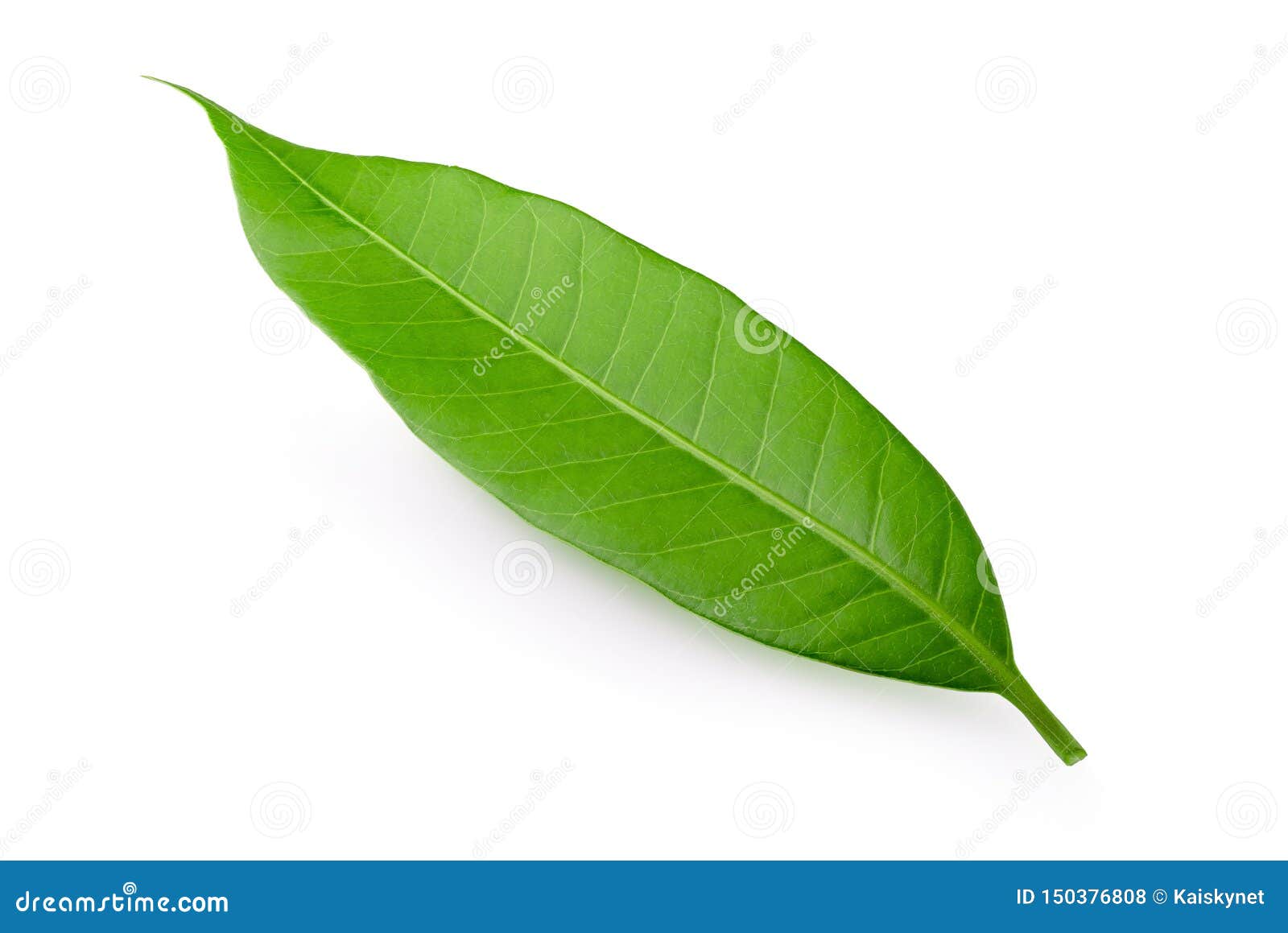 Mango Leaf Isolated on a White Background Stock Photo - Image of macro ...