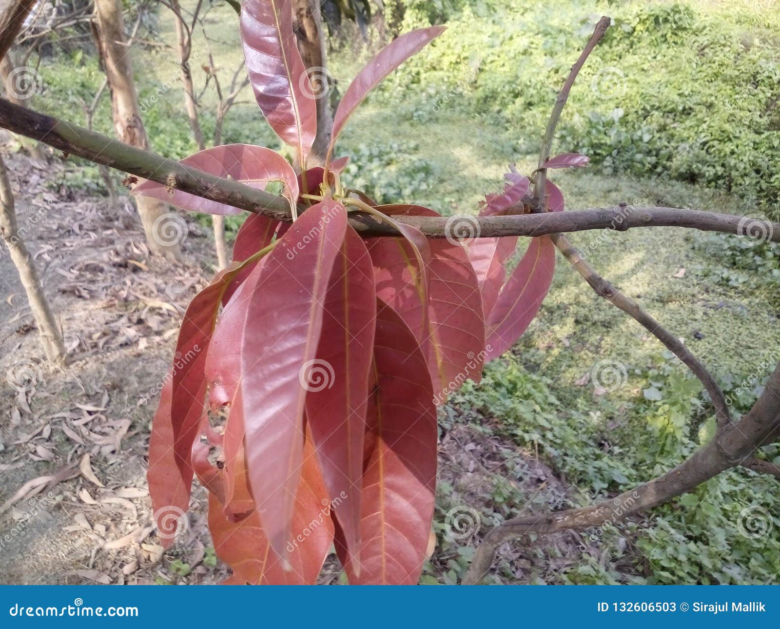 Mango leaf stock image. Image of growing, brown, road - 132606503