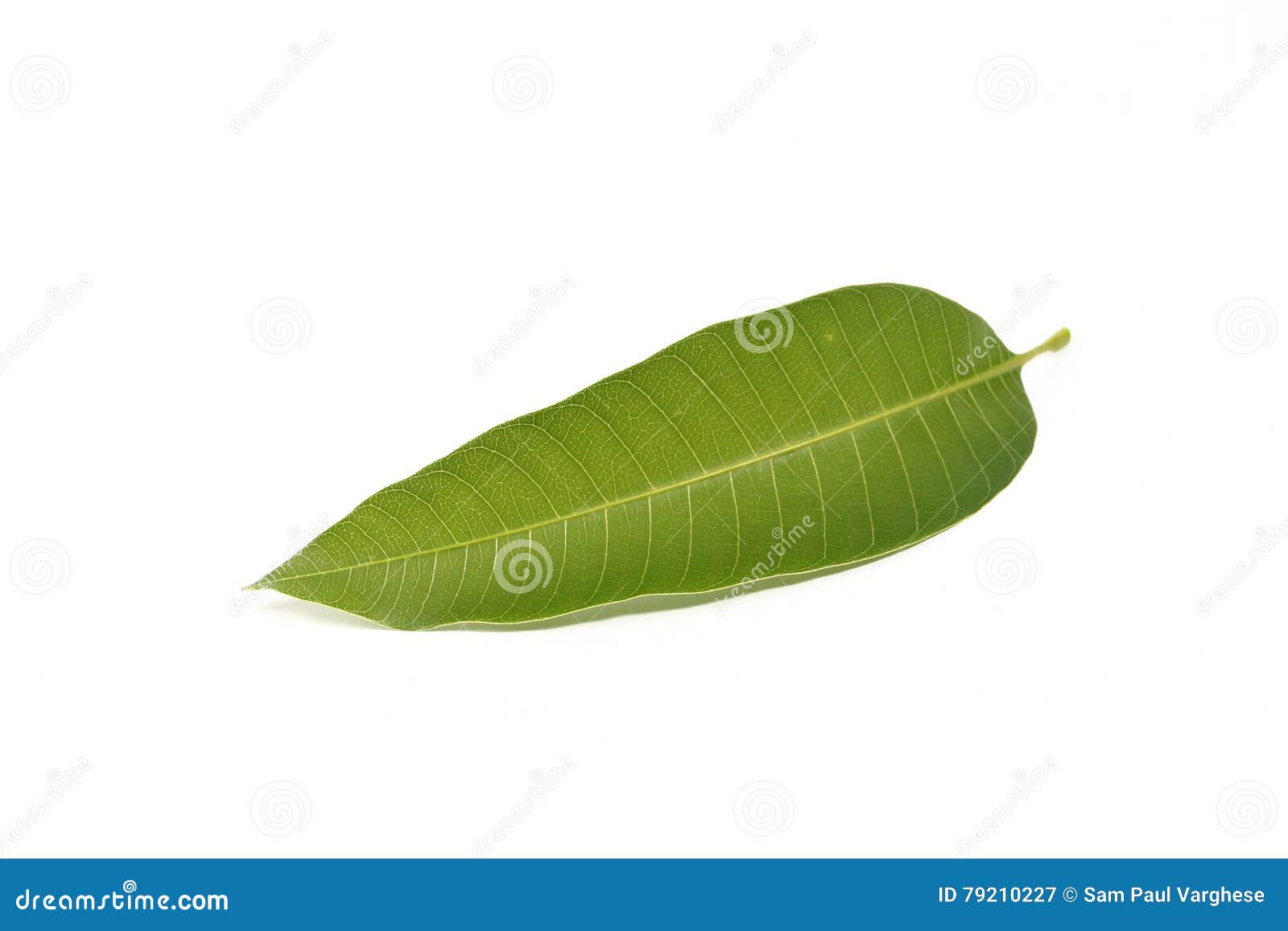 Mango leaf and stick stock image. Image of stick, plant - 79210227
