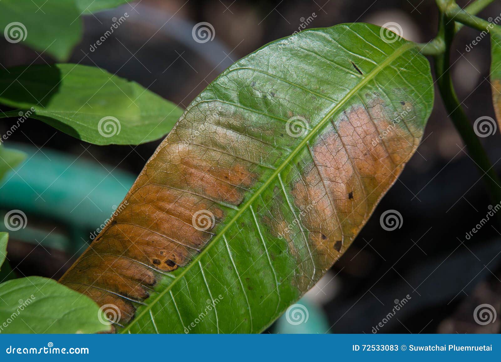 Mango Leaf Texture Background Stock Image - Image of botanical, indian ...