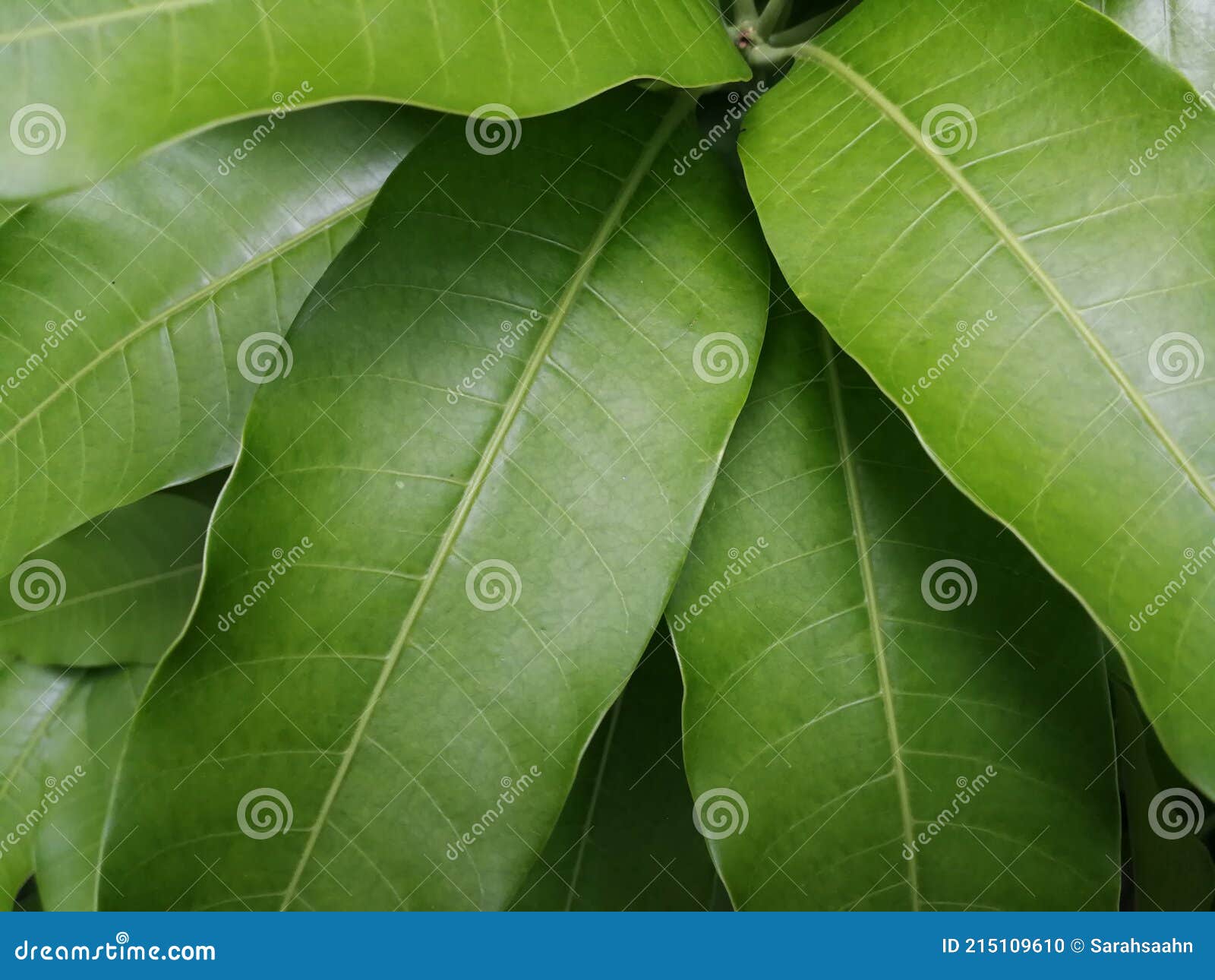 Top View of Mango Leaves. Leaf Vein. Stock Photo - Image of mango ...