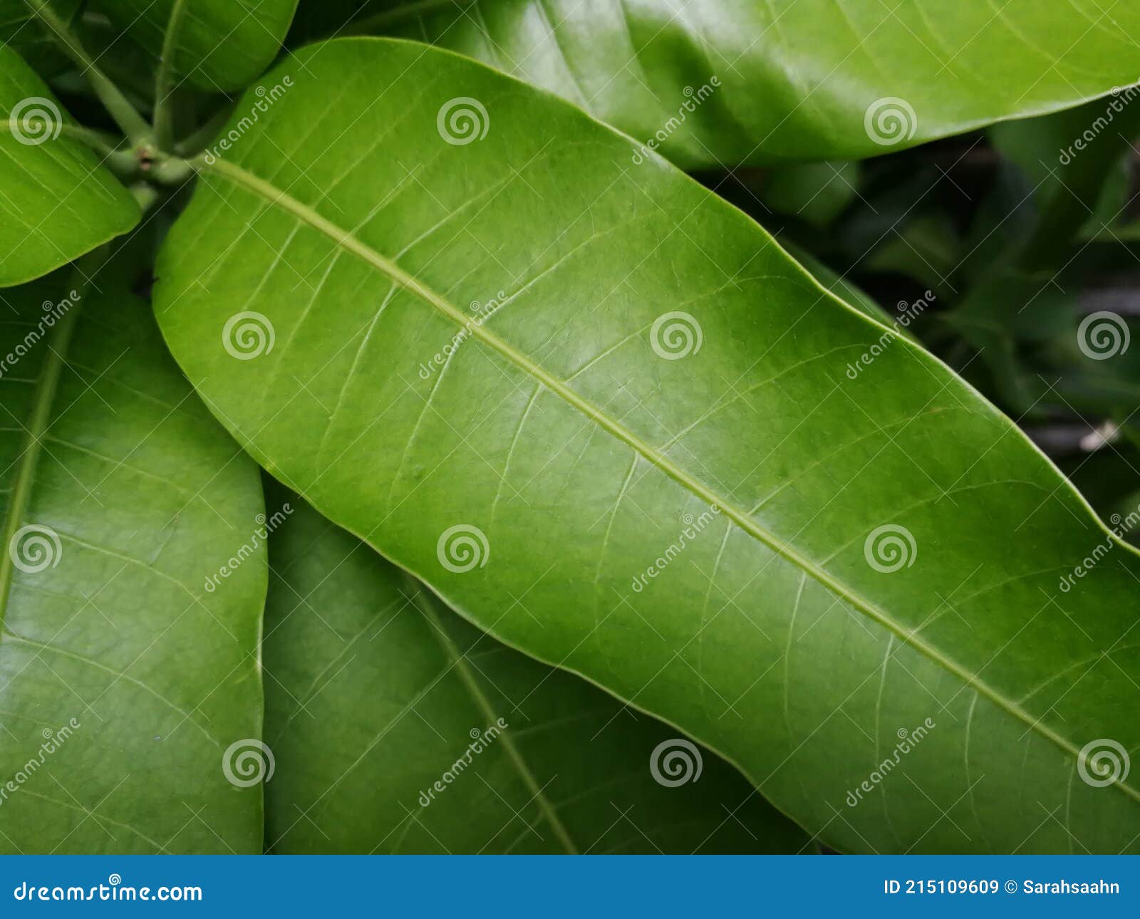 Top View of Mango Leaves. Leaf Vein. Stock Image - Image of leaves ...