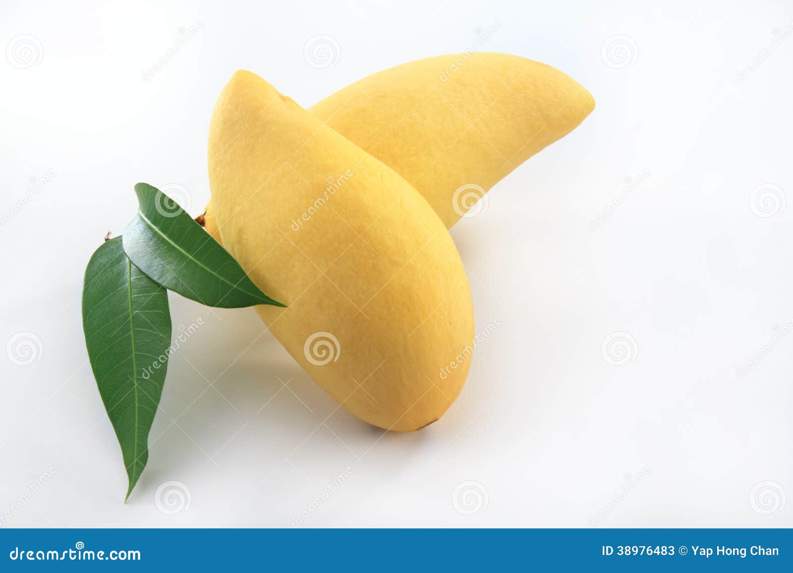 Mango with Leaf stock image. Image of white, sweet, orange - 38976483