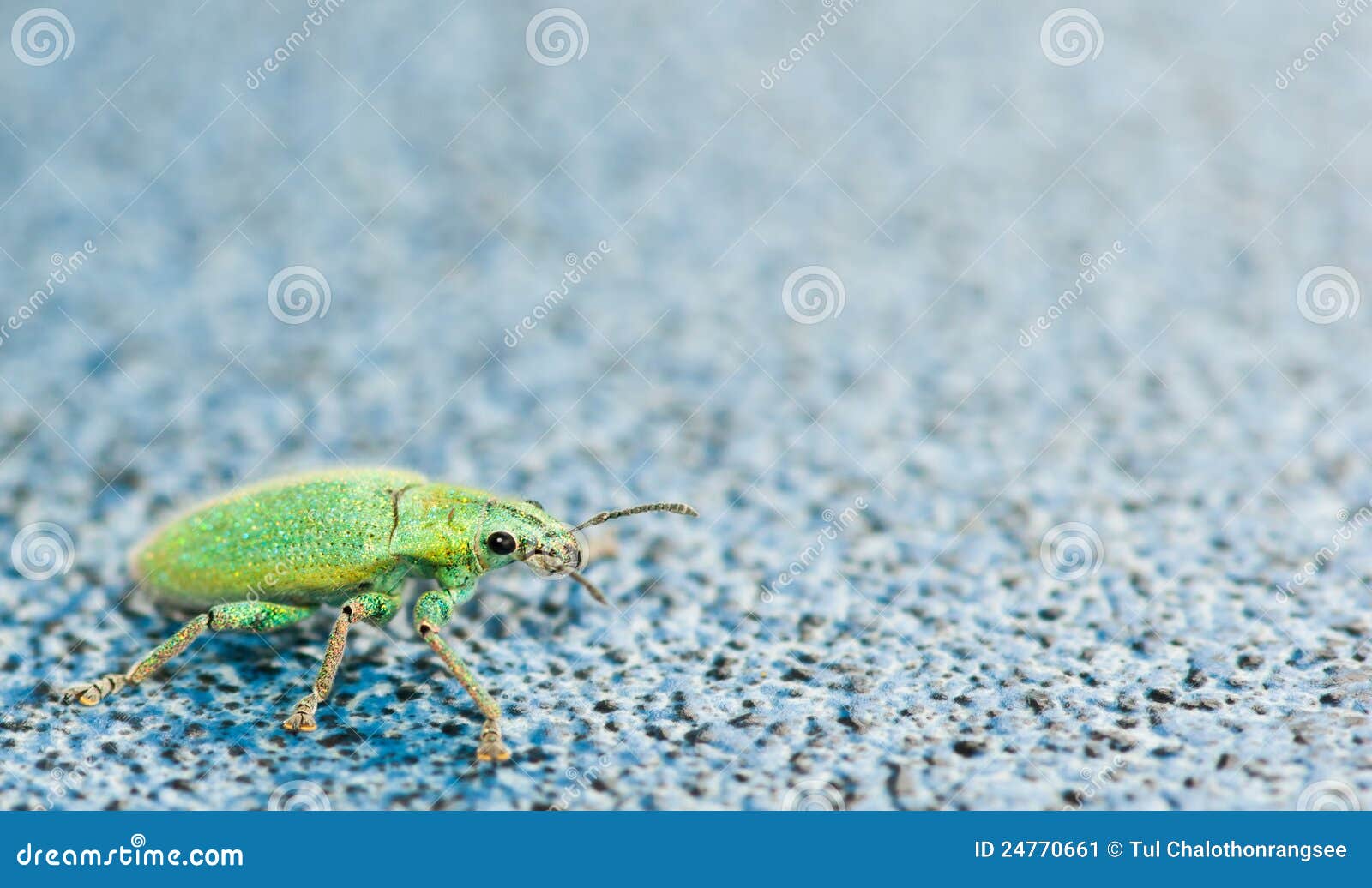 Mango leaf weevil stock image. Image of beetle, coleoptera - 24770661
