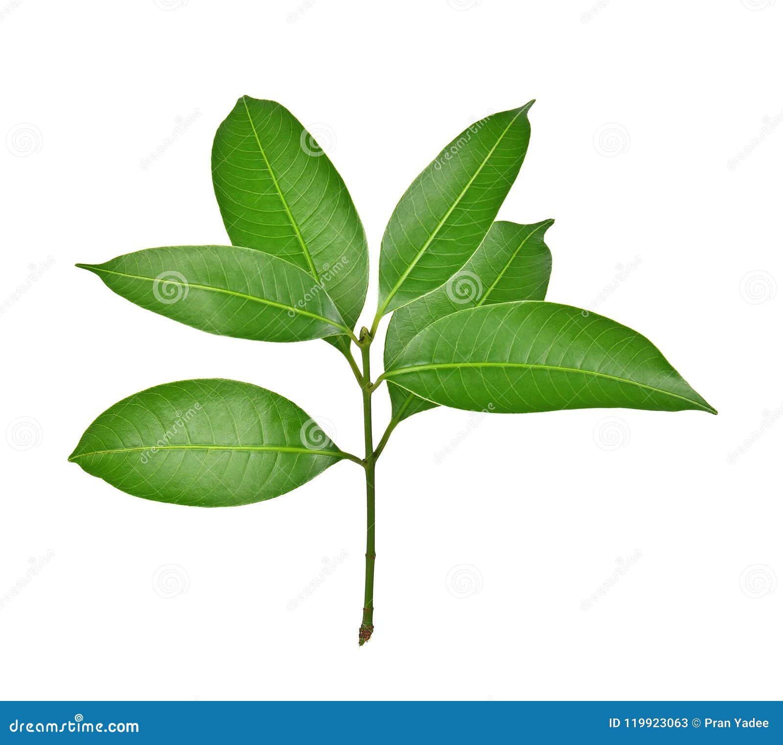 Mango Leaf on White Background Stock Image - Image of delicious, leaf ...
