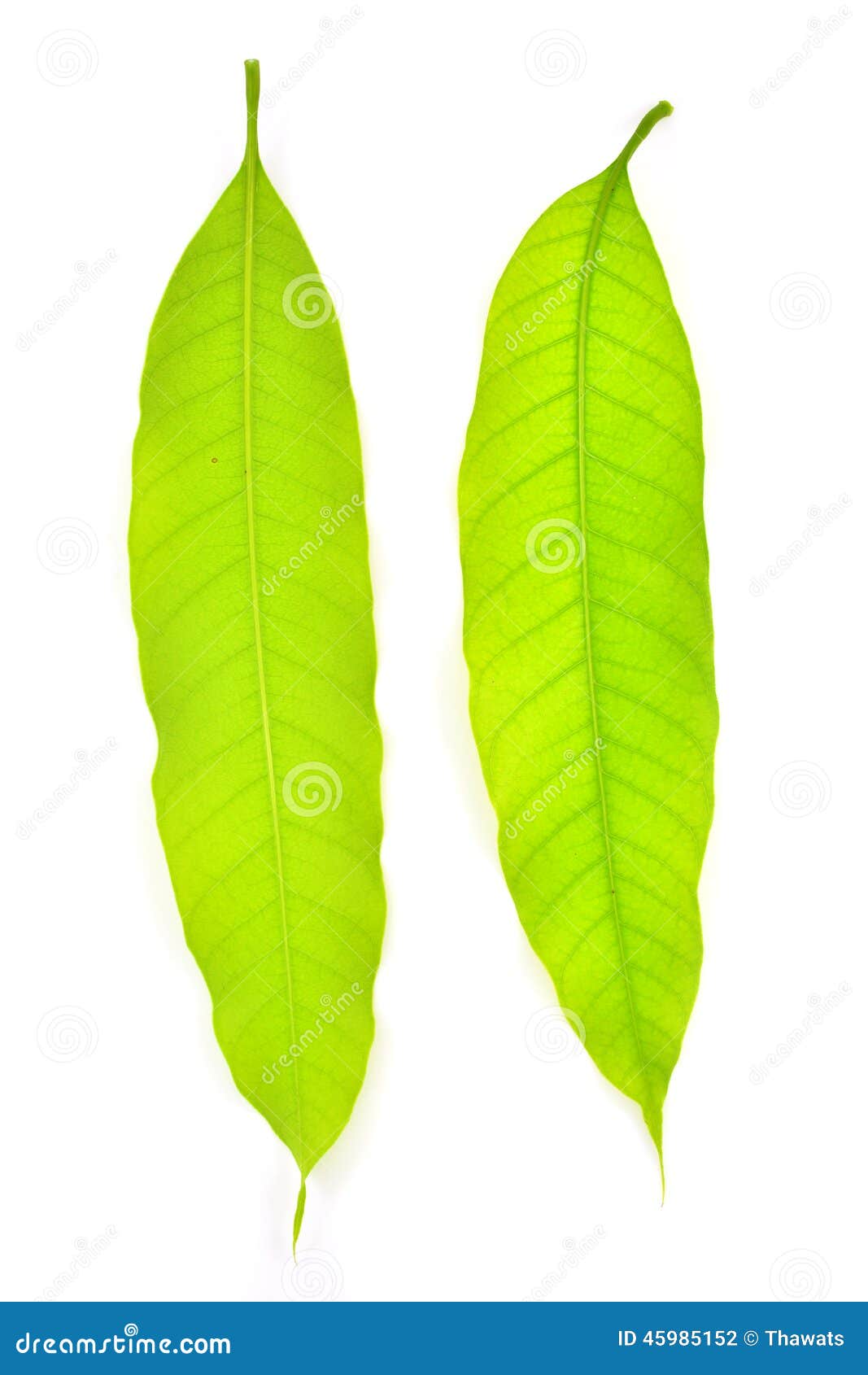 Mango Leaf On White Background, Fresh Green Mango Leaves, Many Green ...