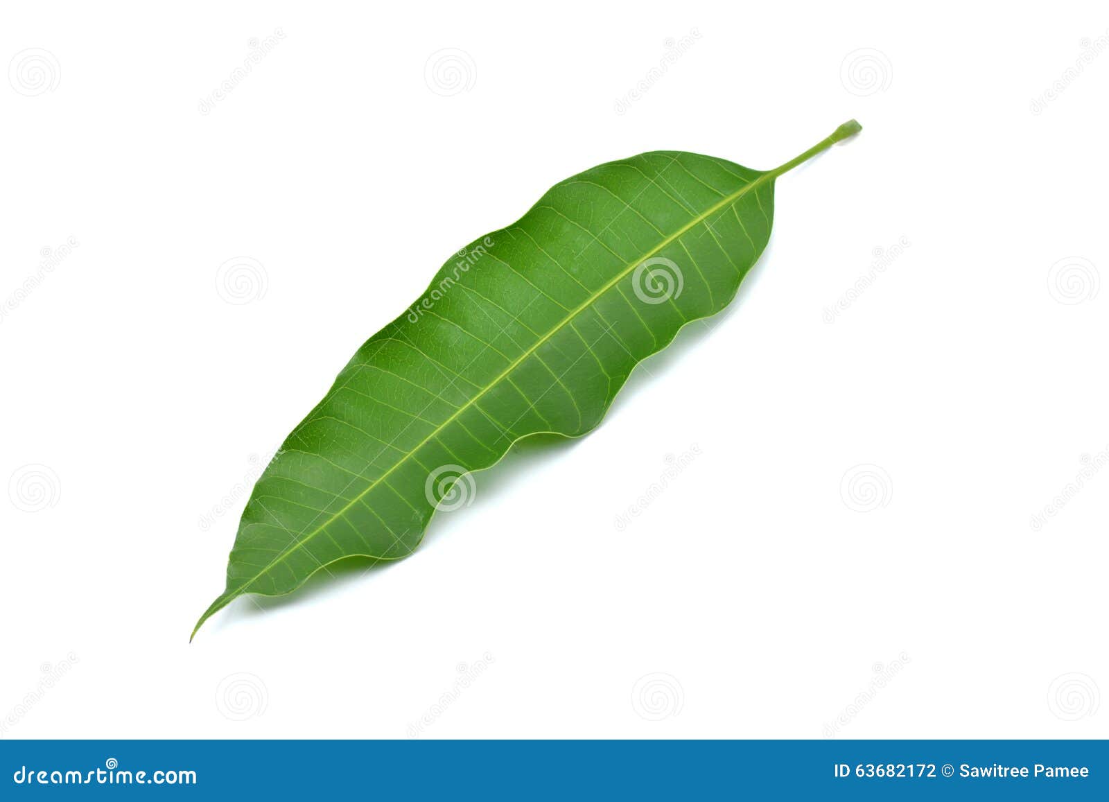Mango leaf stock photo. Image of tropical, nature, mango - 63682172