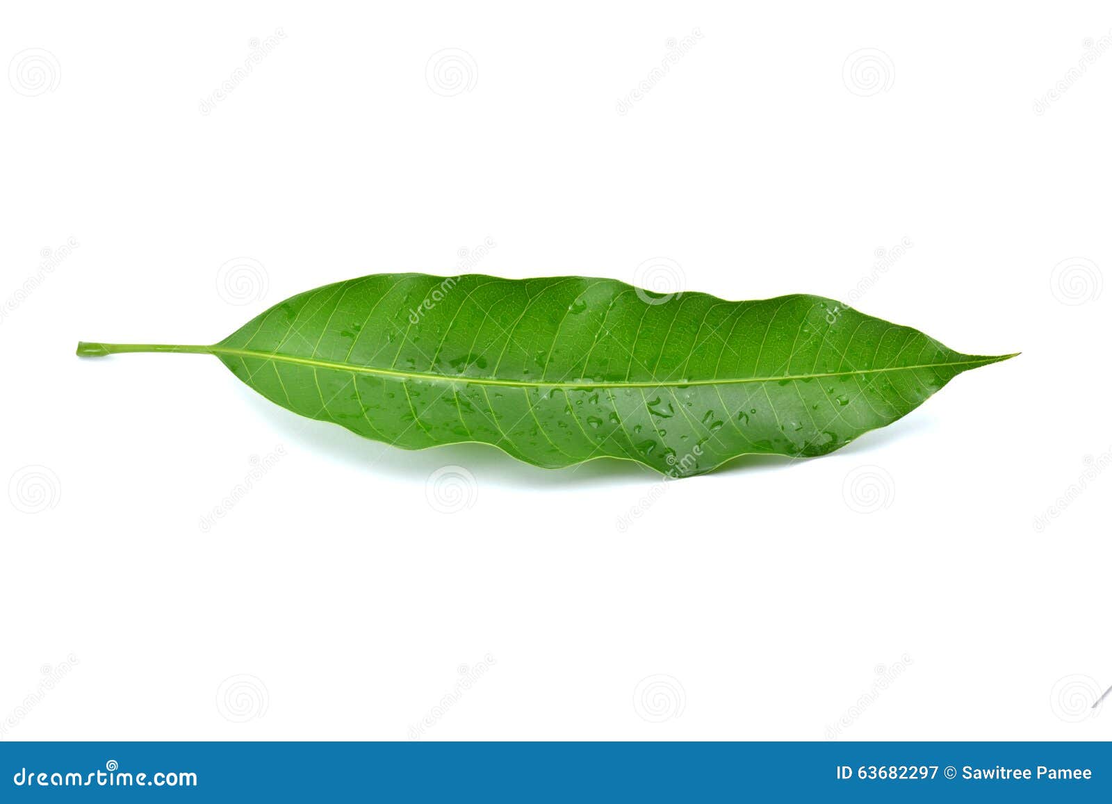 Mango leaf stock image. Image of perspective, leaf, details - 63682297