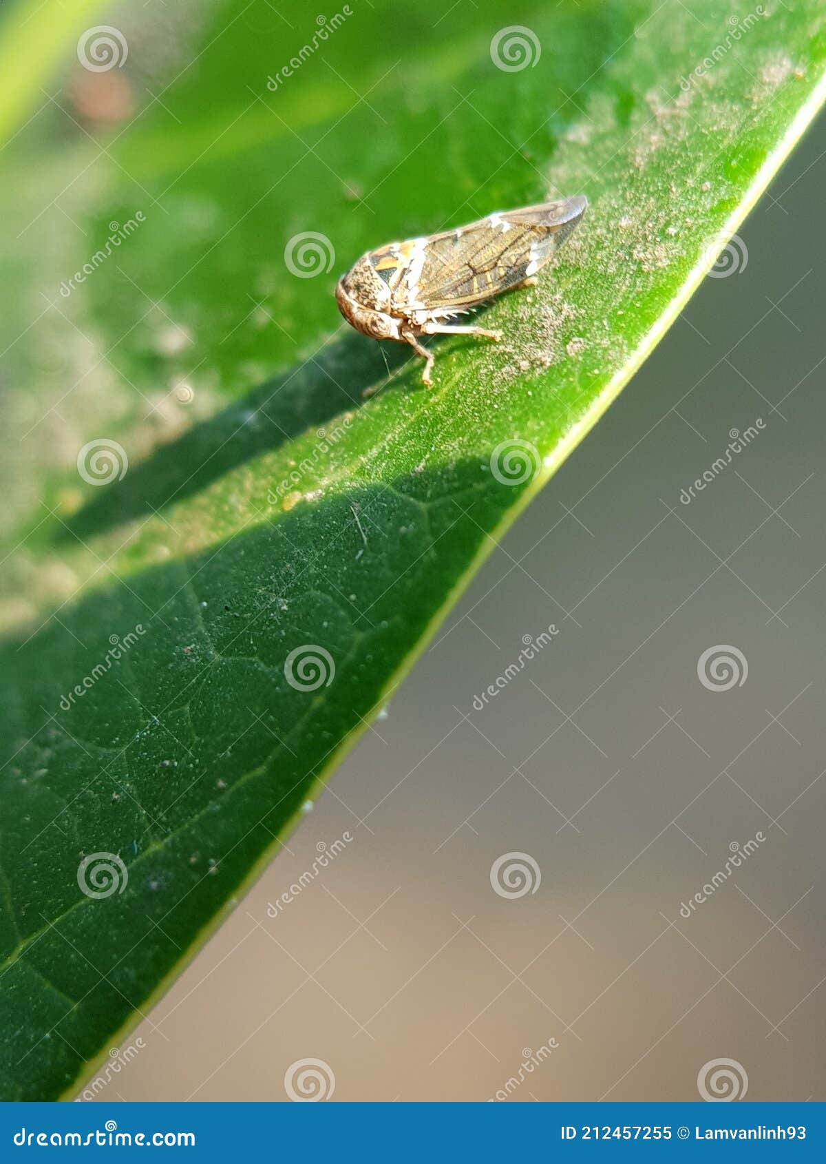 Mango leafhopper stock image. Image of agricultural - 212457255