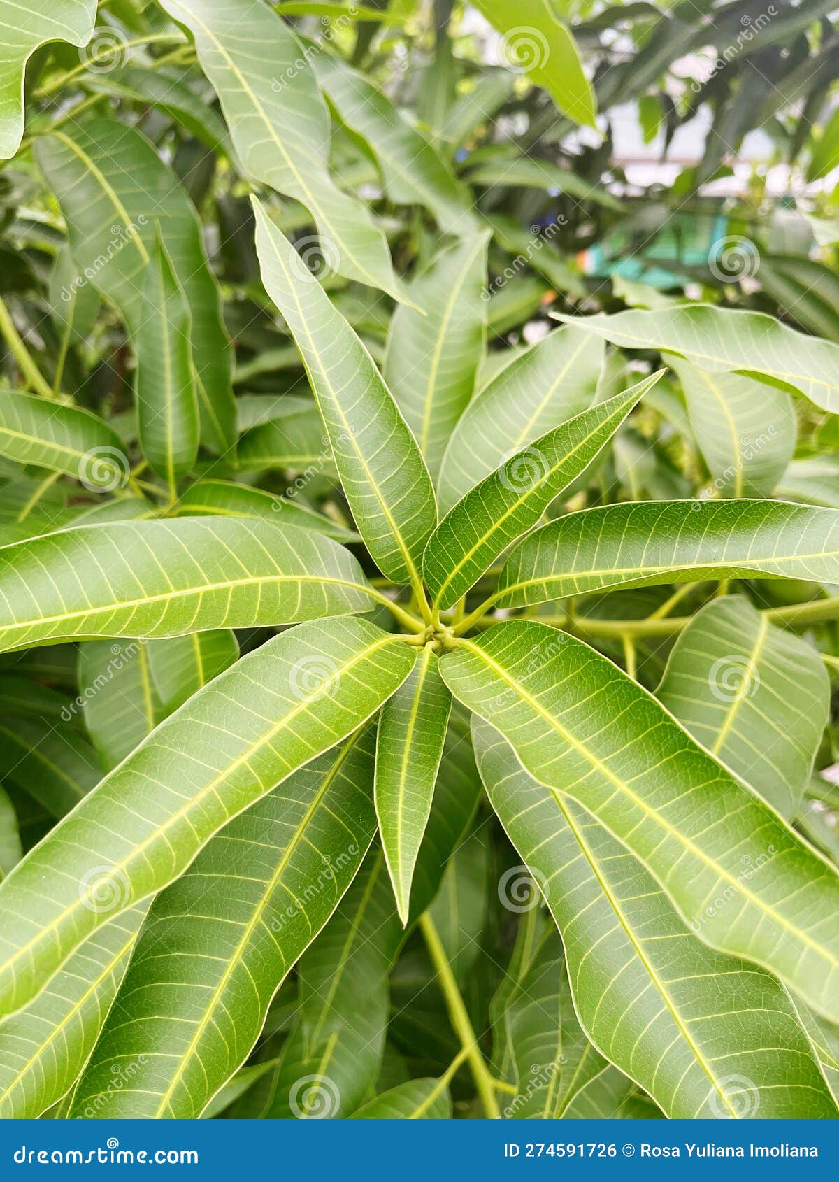 Mango leafs stock photo. Image of view, mango, front - 274591726