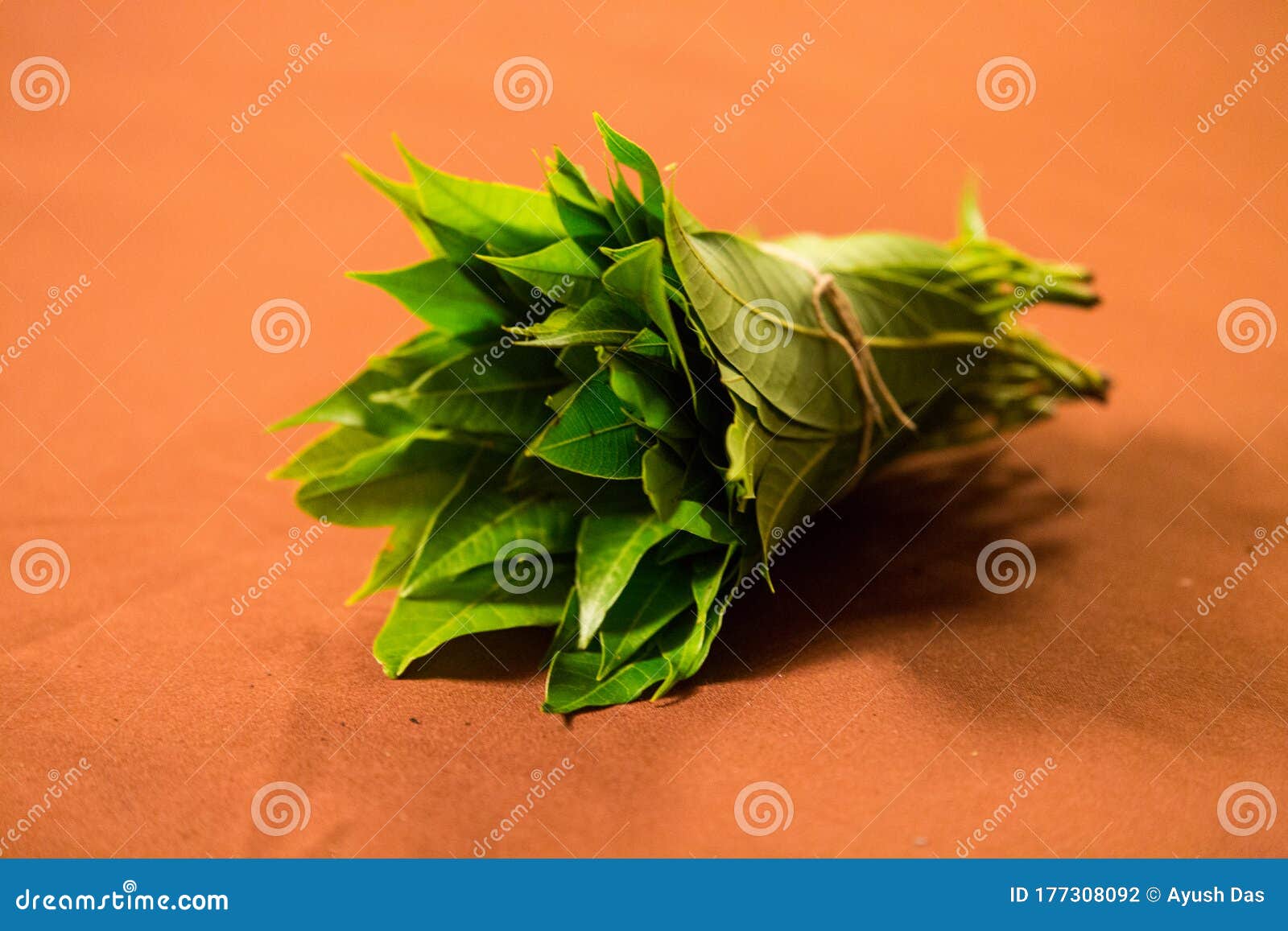 Mango Leaves Aam Pata Used in Bengali Weddings Stock Photo - Image of ...