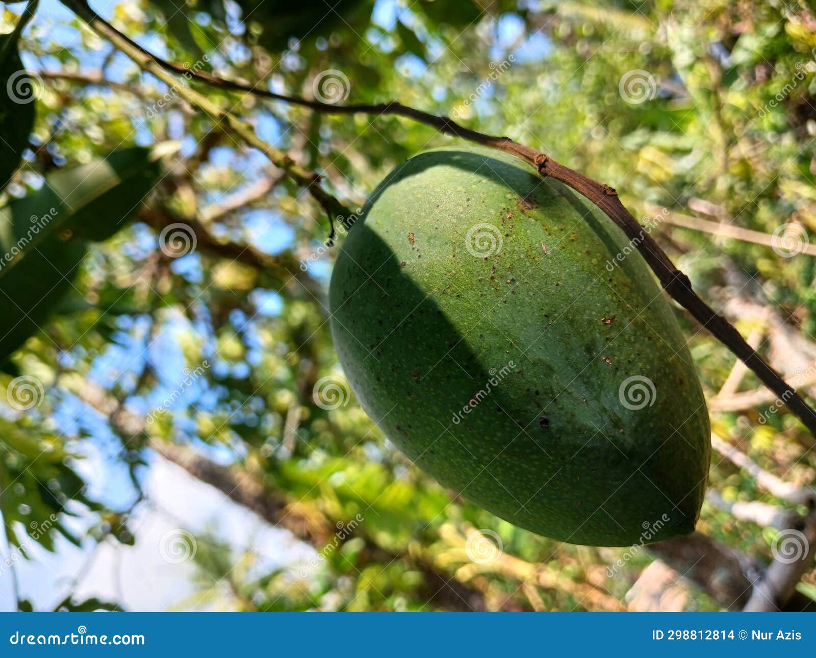 Mango with Leaves Background. Young Green Mango Stock Photo - Image of ...