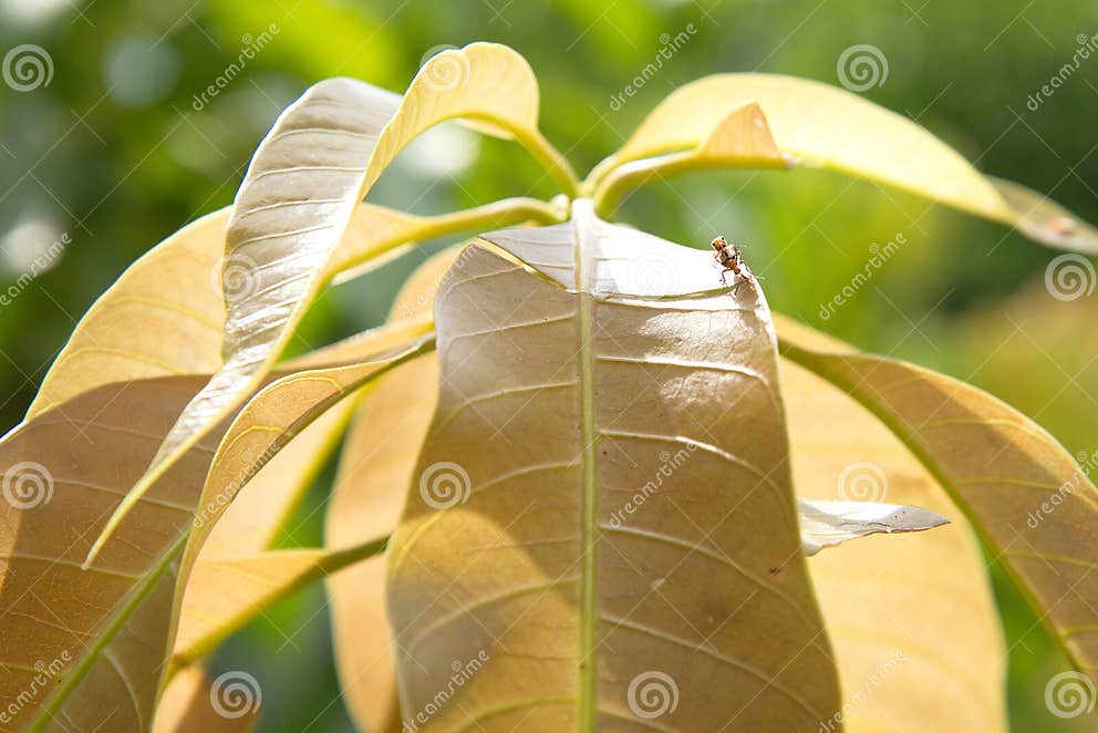 Mango Leaves are Bitten by Mango Weevils Stock Photo - Image of biology ...
