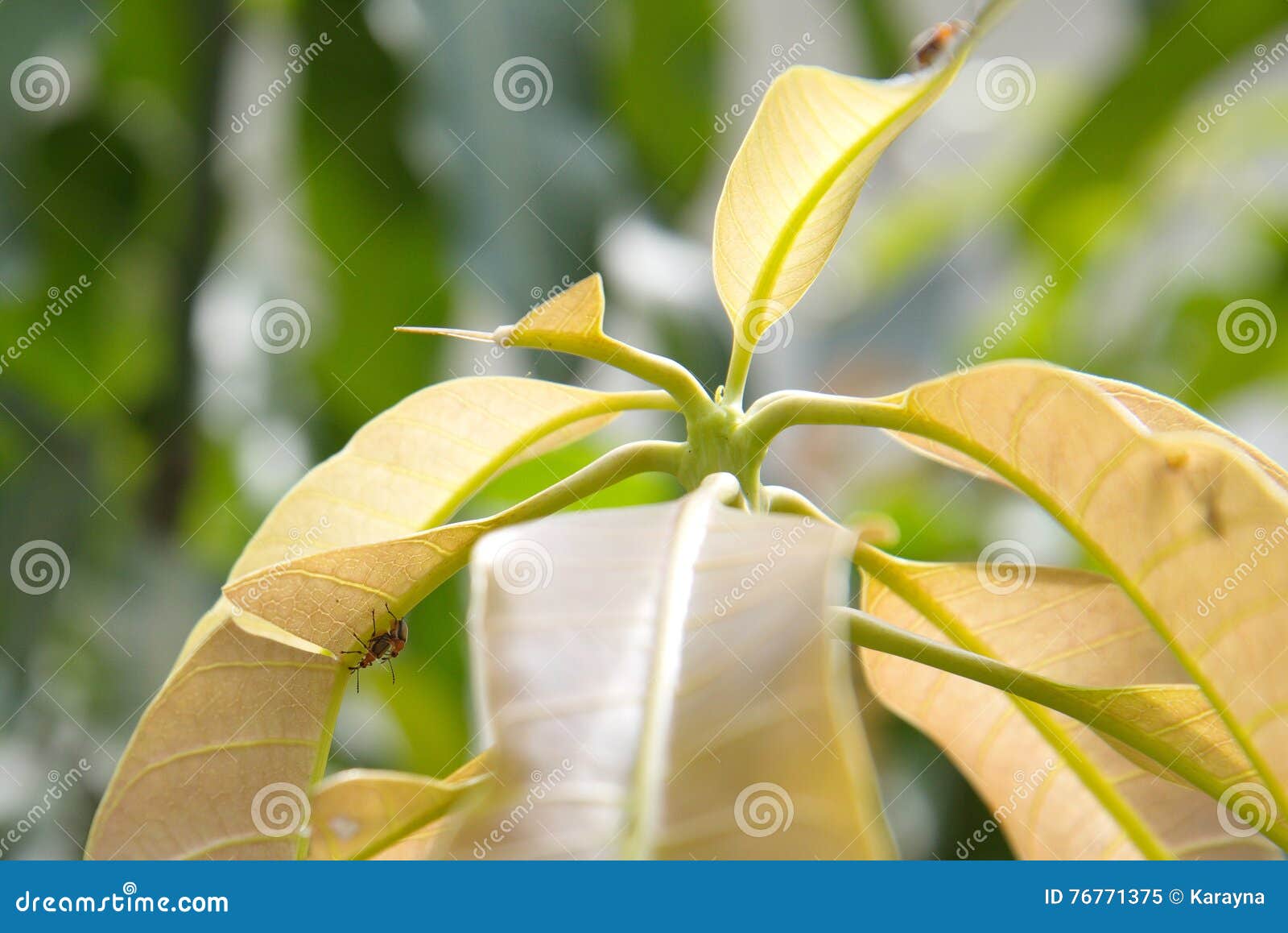 Mango Leaves are Bitten by Mango Weevils Stock Image - Image of botany ...