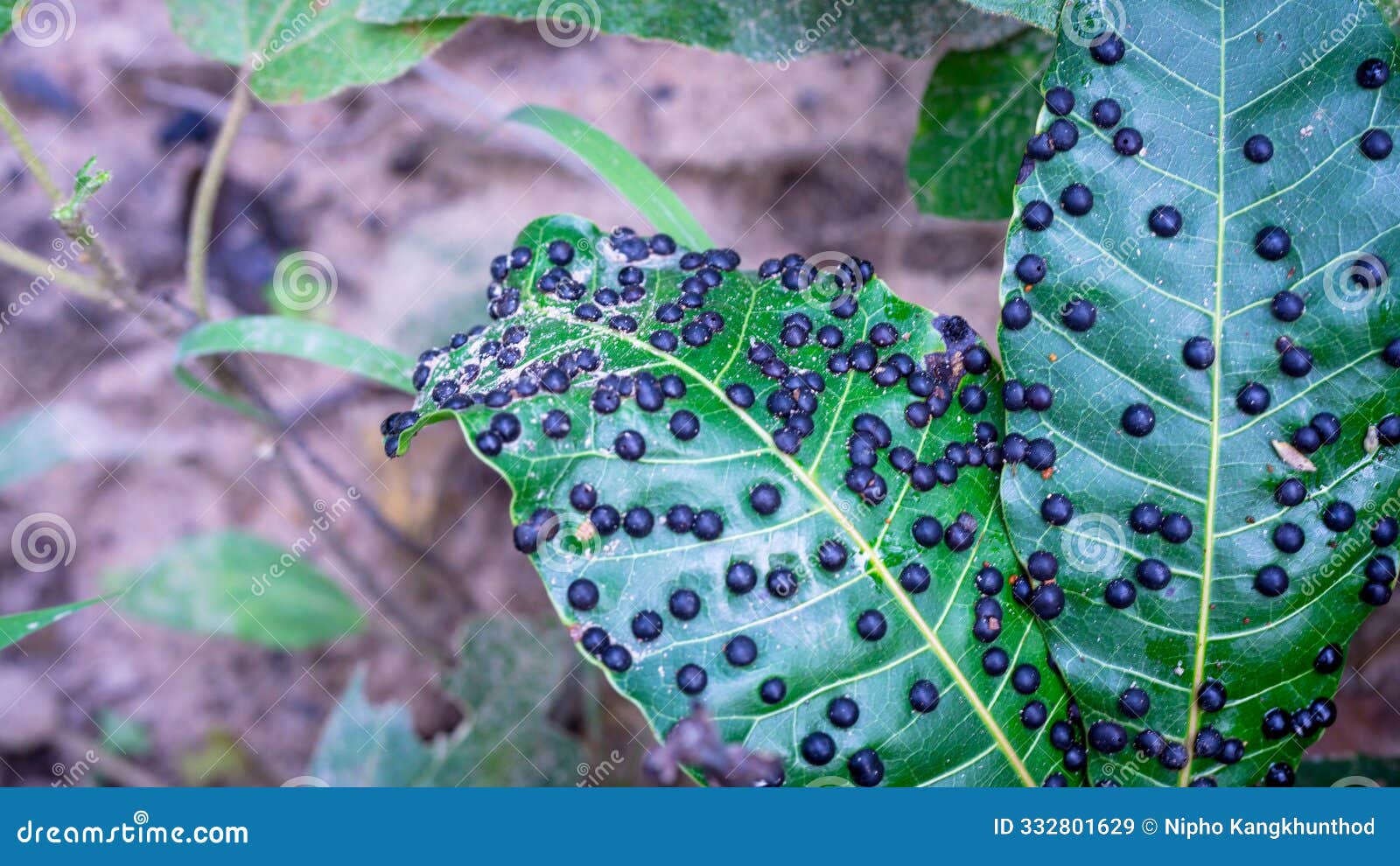 Mango Leaves are Deformed by Gall Midges, Resulting in Gall Formation ...