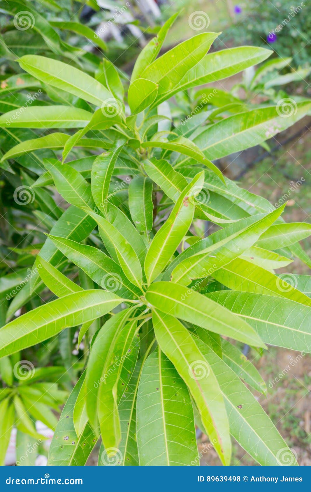Mango leaves fruit tree stock photo. Image of tree, fruit - 89639498