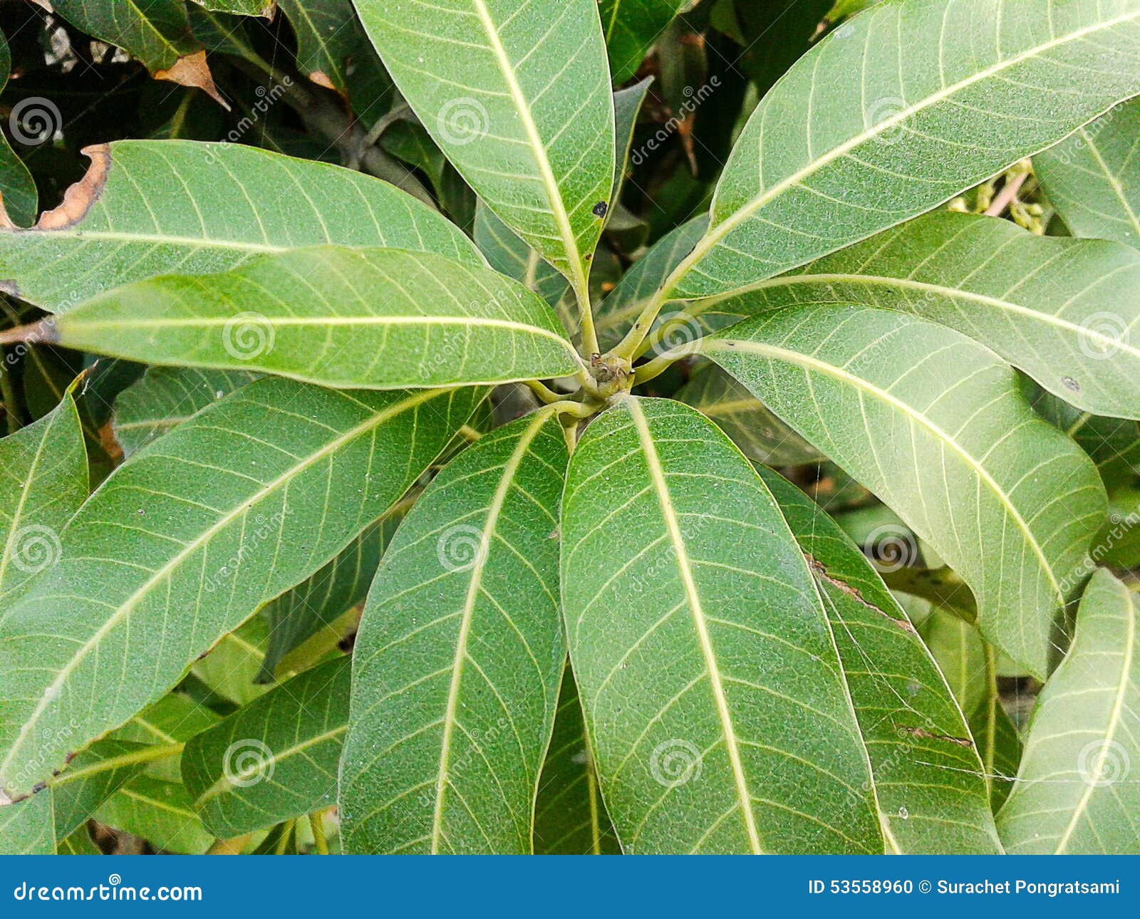 Mango leaves stock photo. Image of foliage, fresh, garden - 53558960
